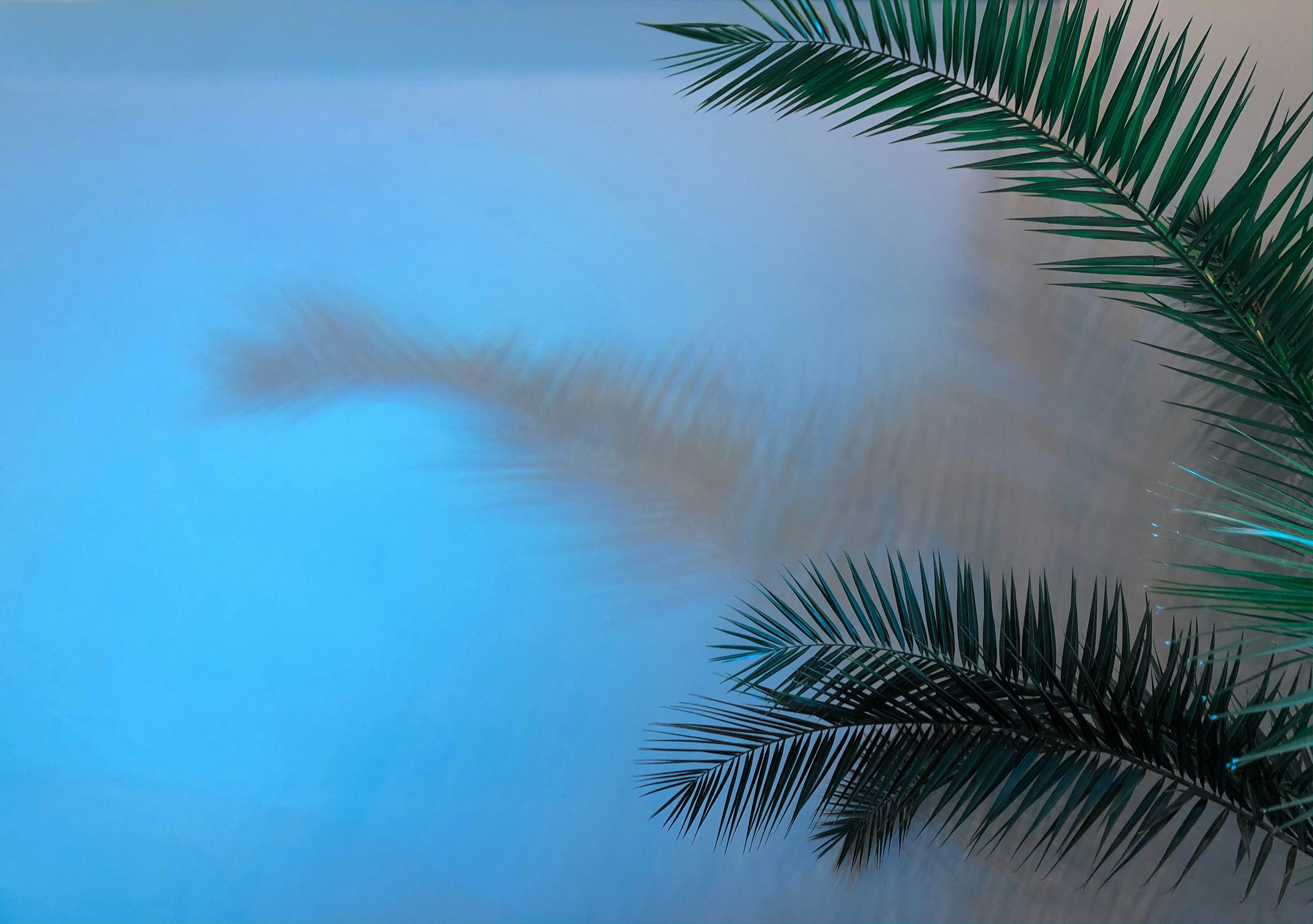 green palm tree under blue sky