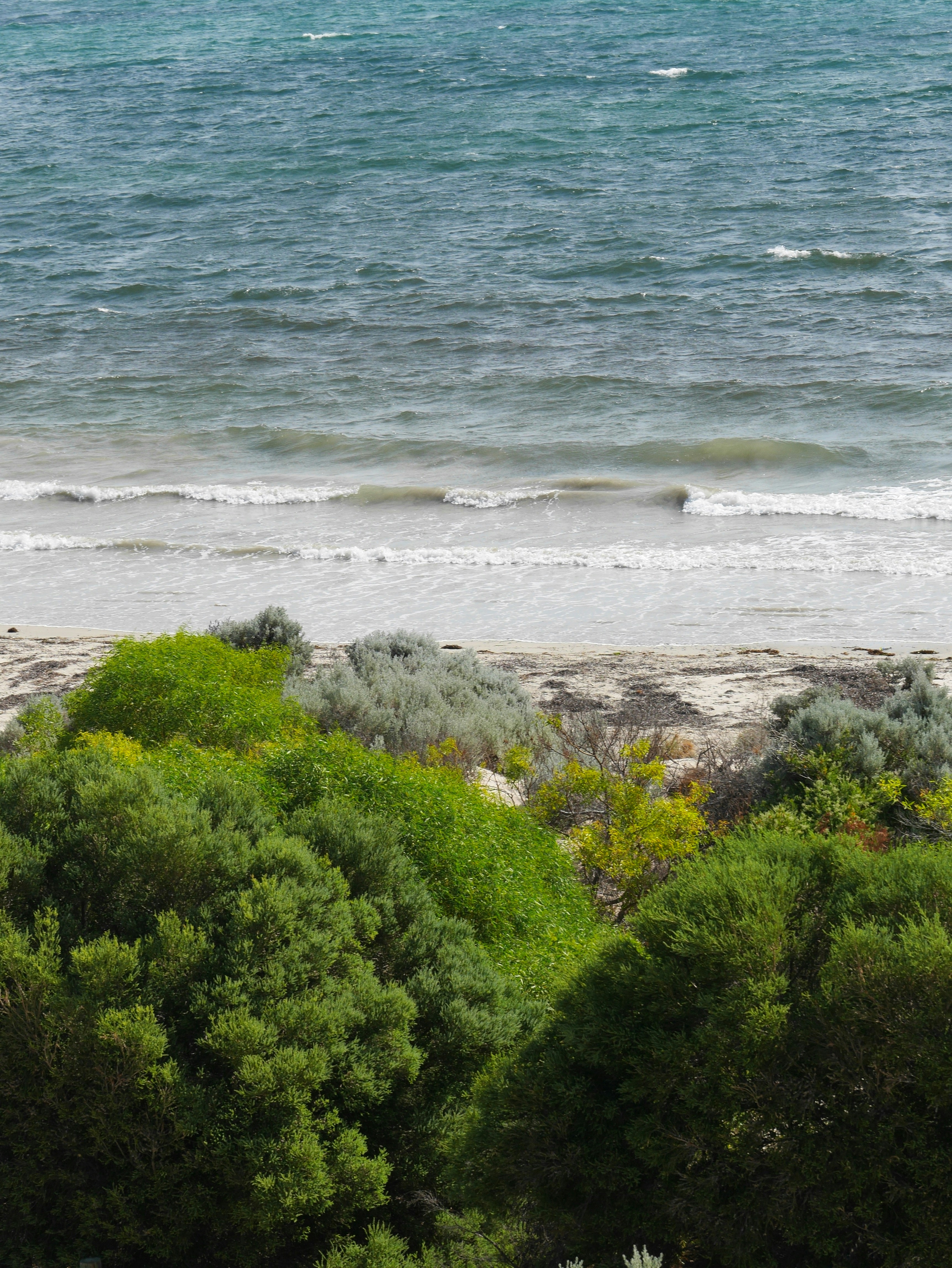Lush greenery meets gentle waves on a tranquil beach, showcasing the harmony between land and sea.