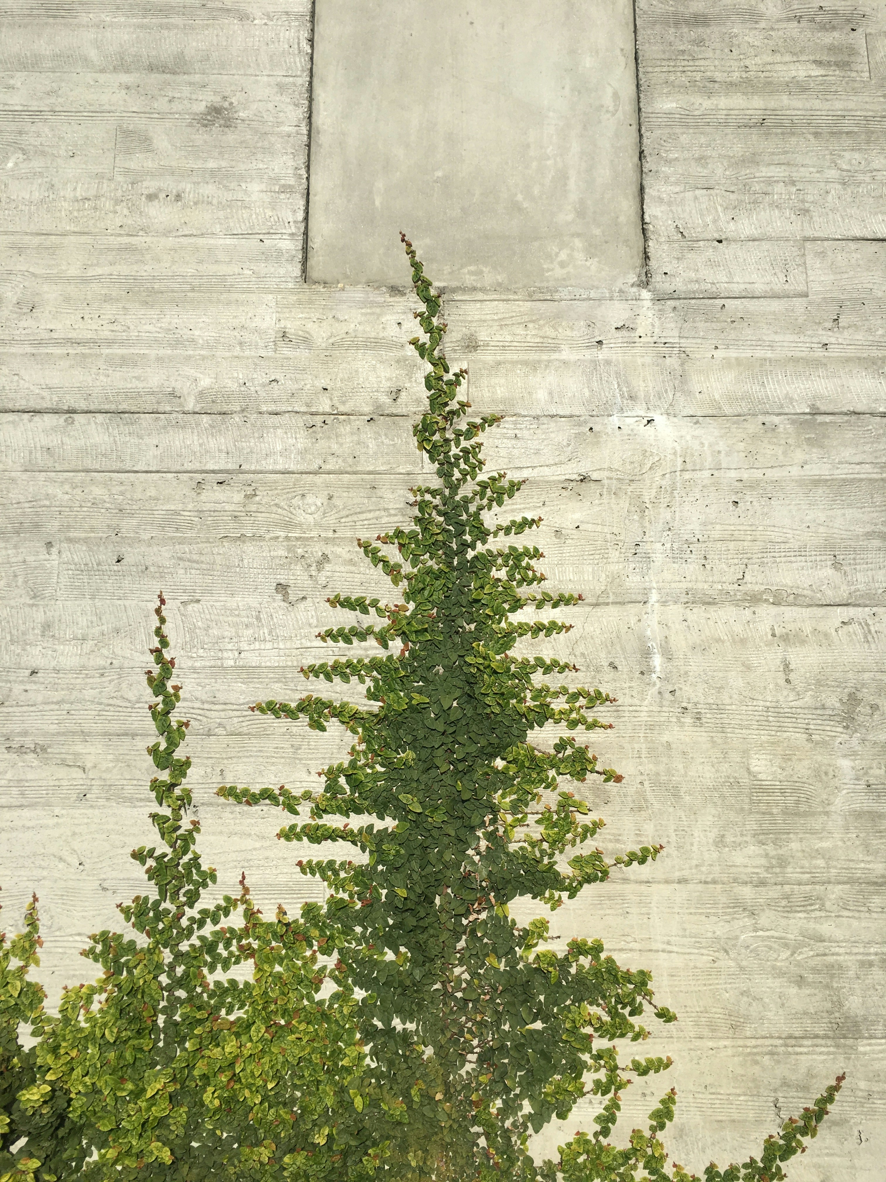 green plant on white wall