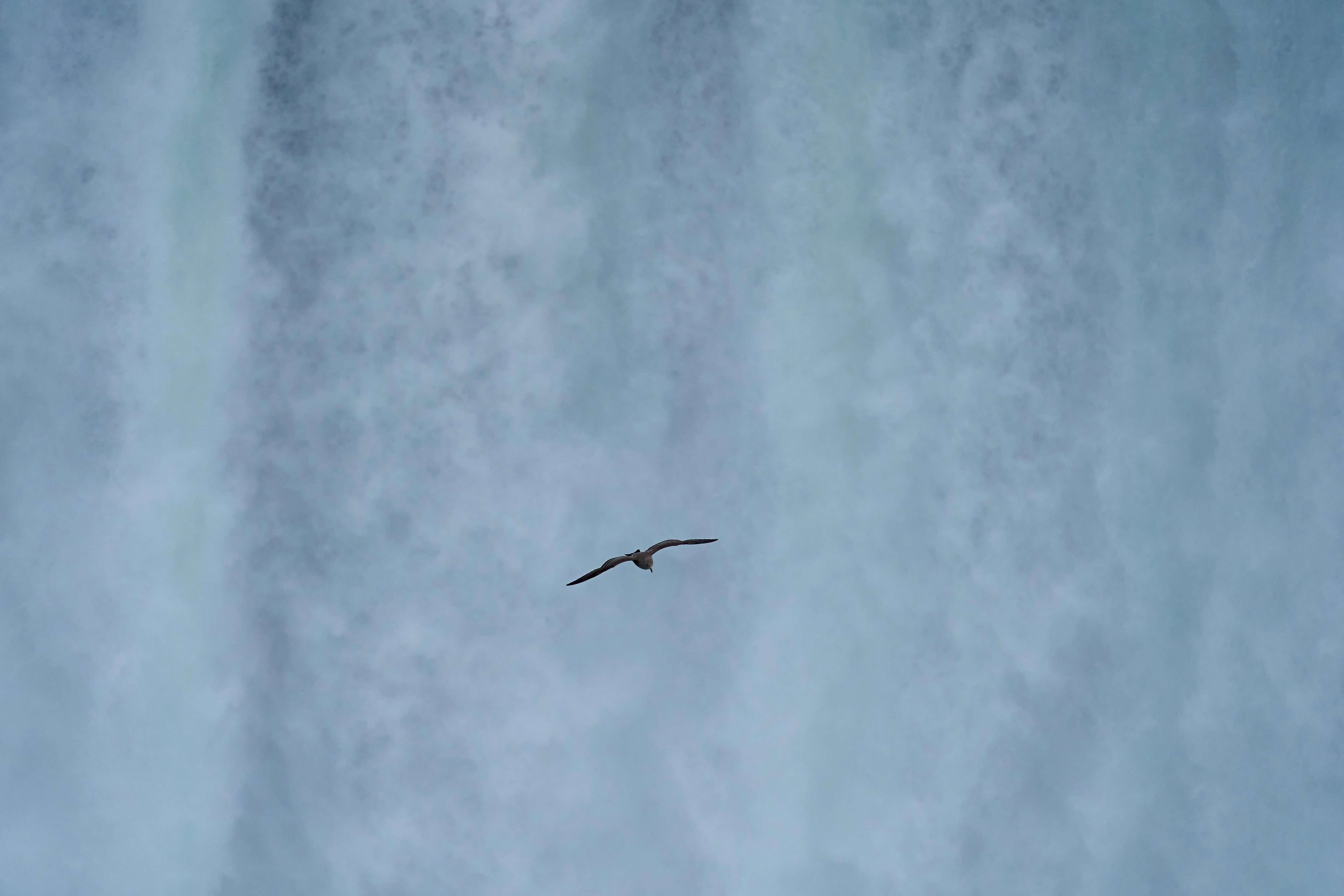 A solitary bird glides gracefully against a backdrop of rushing water, capturing the essence of freedom amidst nature's power.