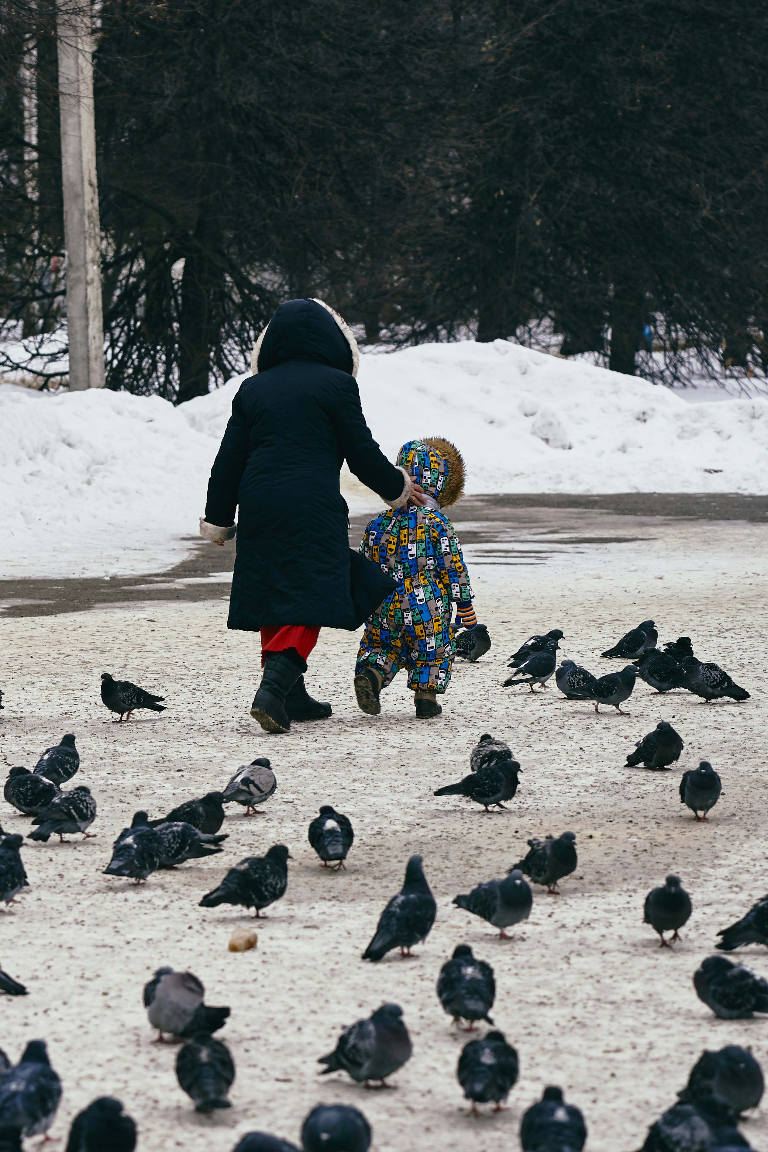 Winter Walk: A Child Leads the Way Among Curious Pigeons