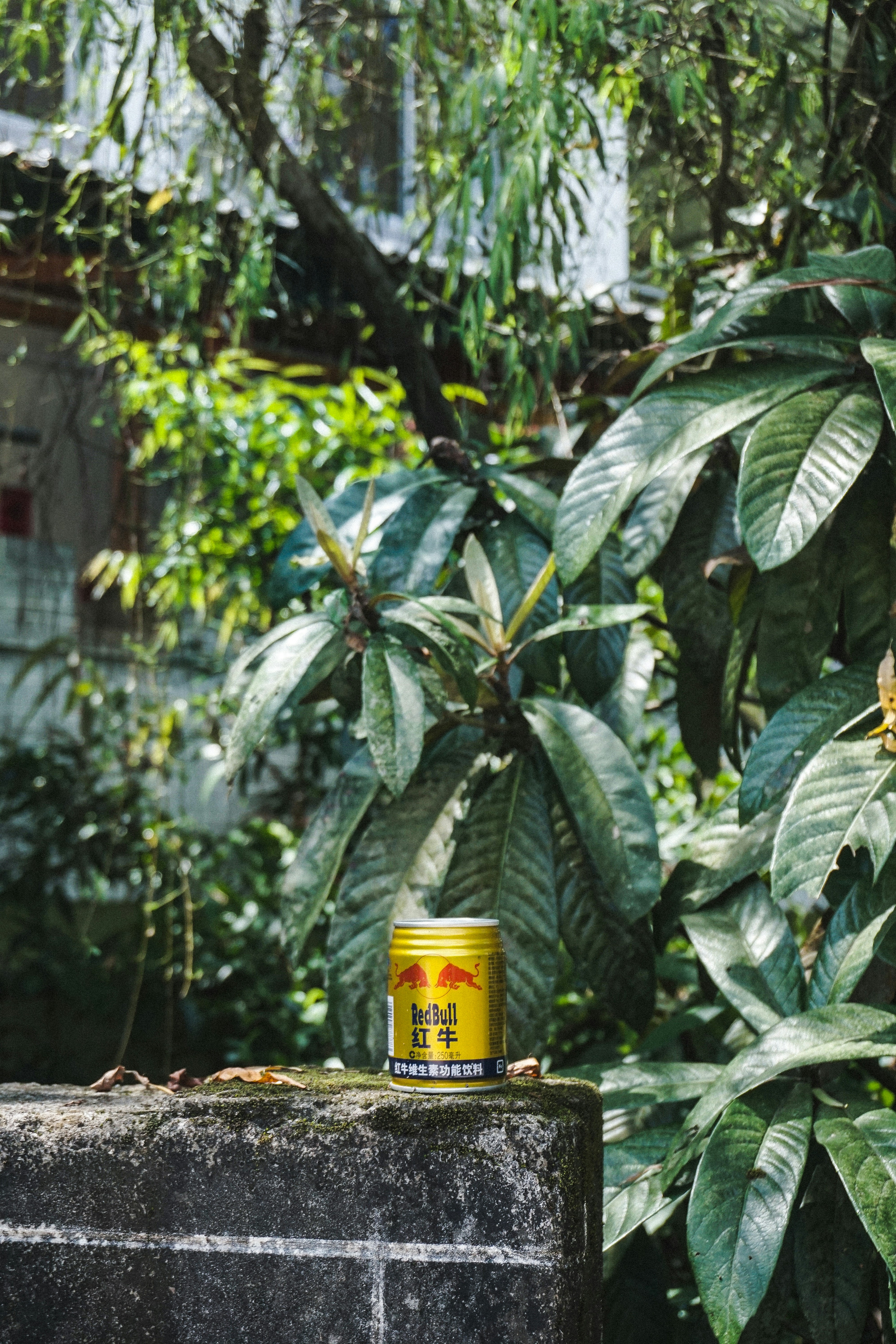 Yellow Red Bull can perched on a stone ledge, surrounded by lush green foliage and sunlight filtering through the leaves.