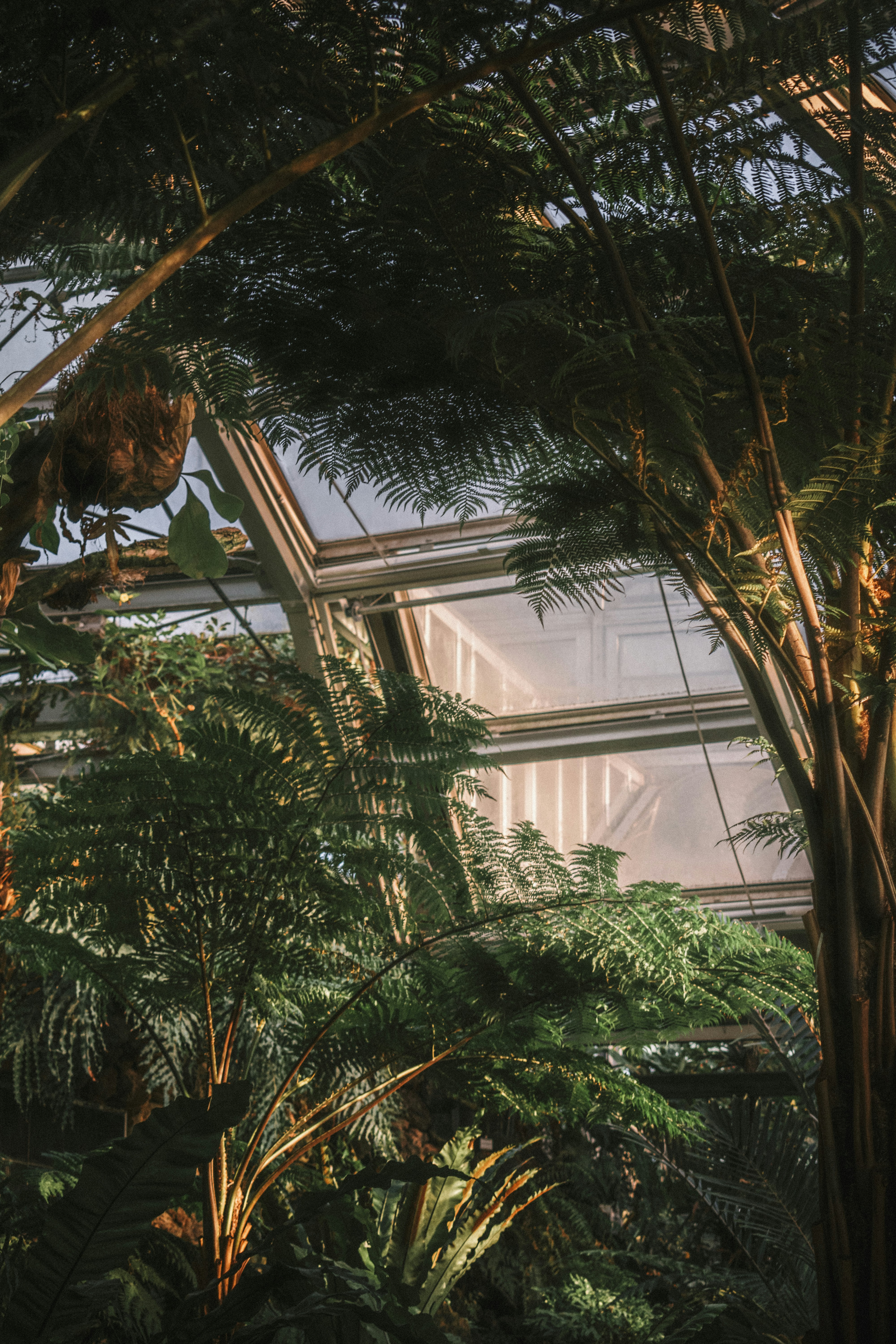 Green palm tree inside building photo – Free Botanischer garten (berlin ...