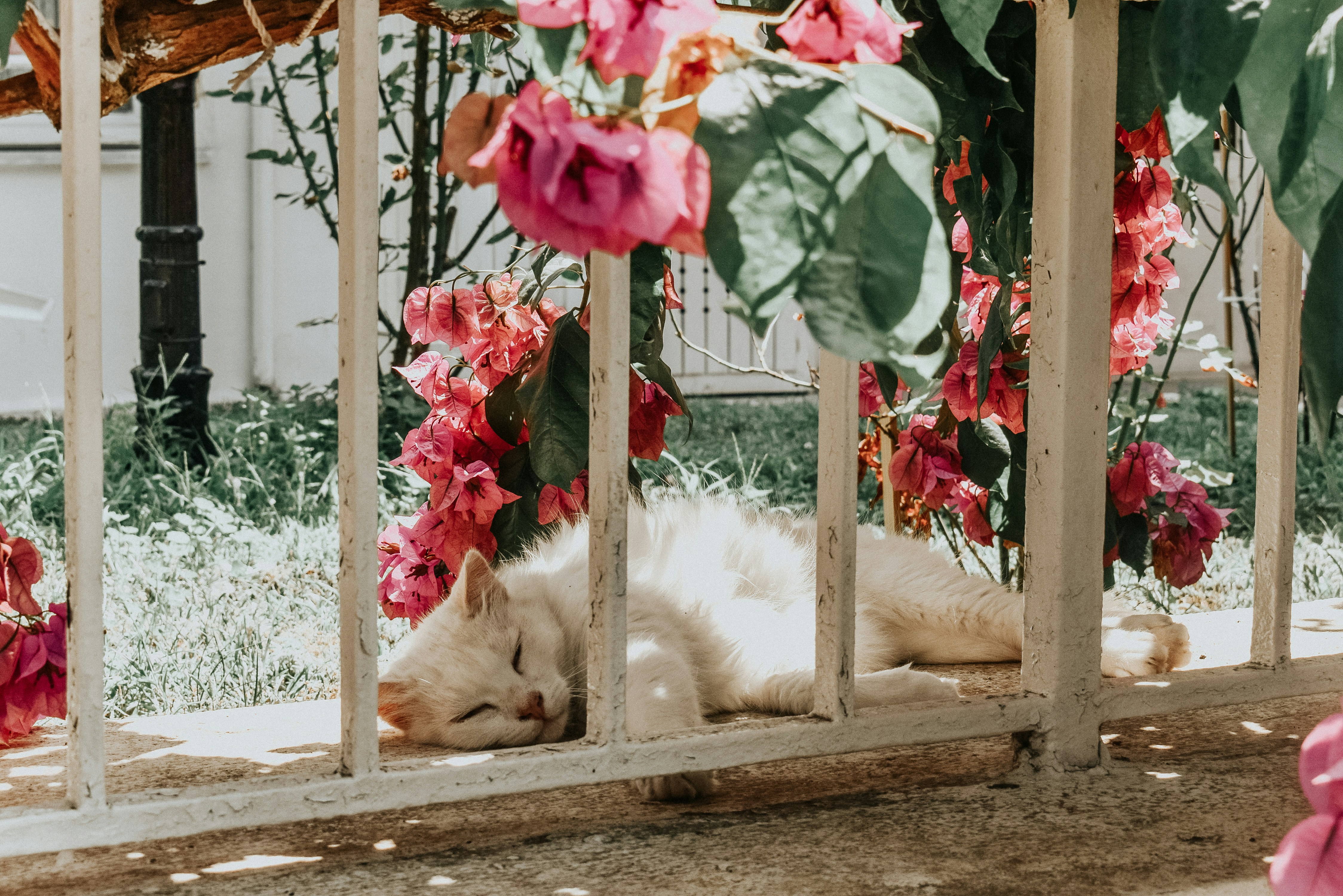 white cat lying on brown wooden table