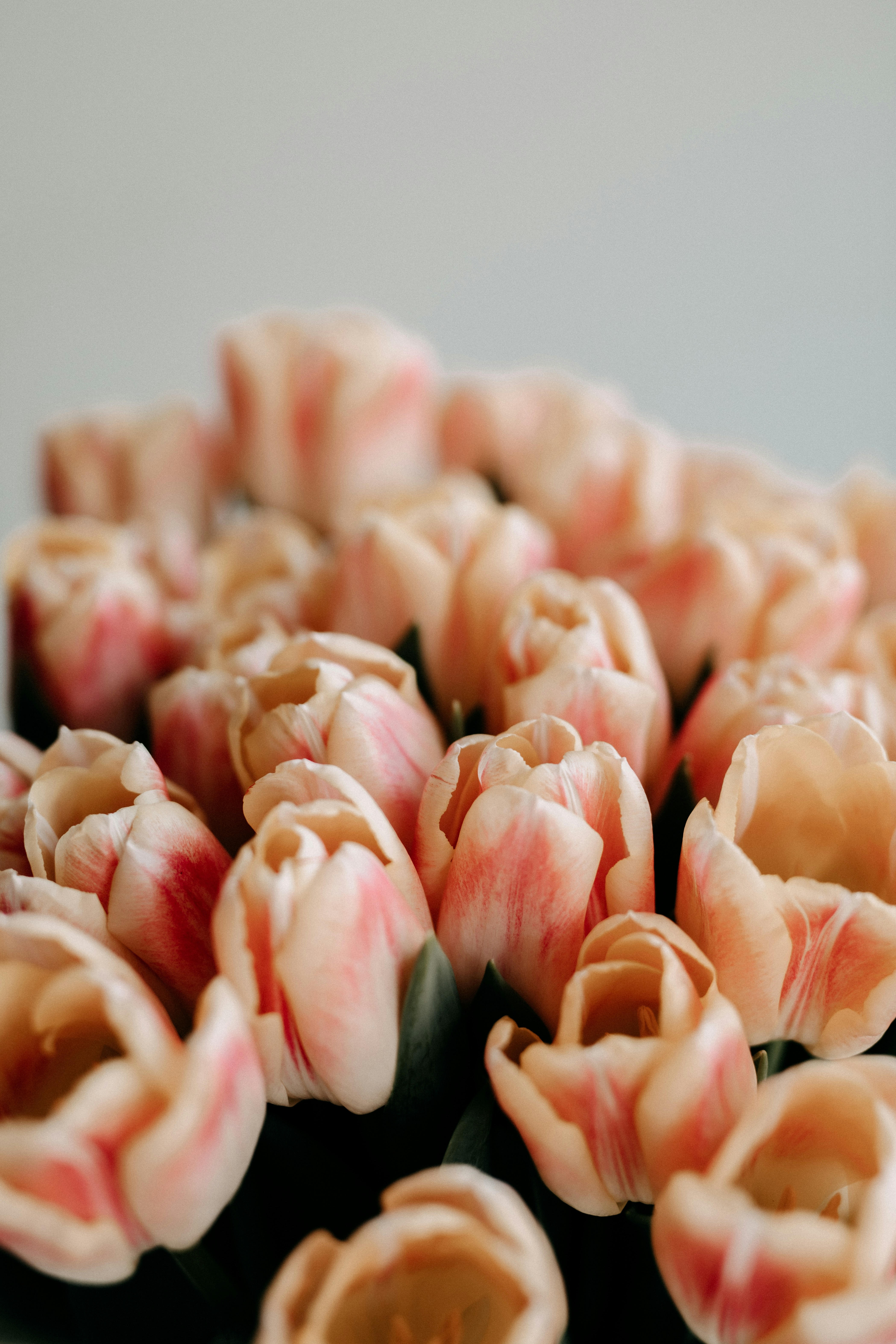 Flowers / tulips