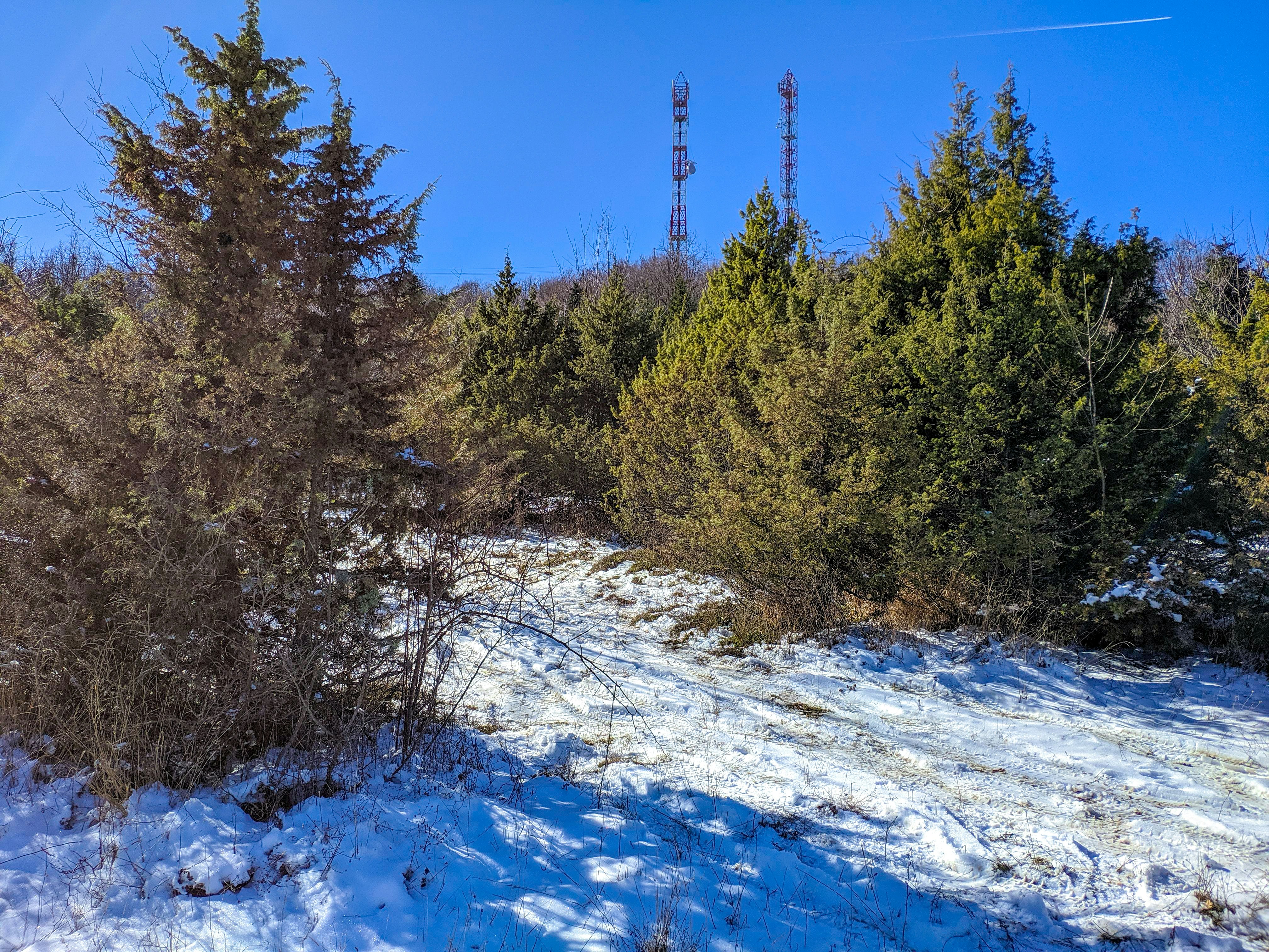 Snow-covered pines frame a sunlit path in a quiet winter forest under a clear blue sky. The composition highlights the stark contrast between shadowed snow and bright horizon.