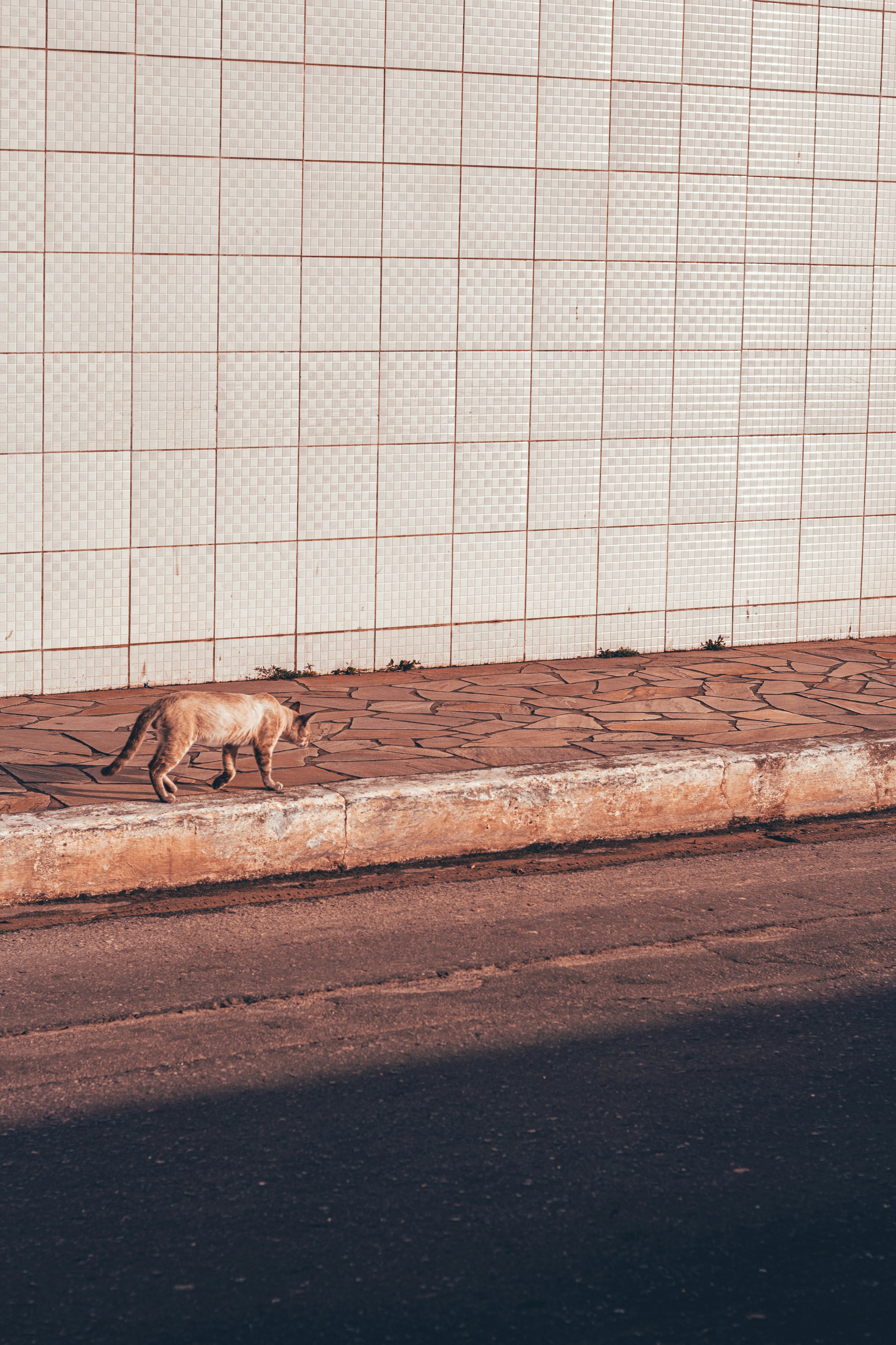 A cat walks along a sunlit sidewalk beside a tiled wall, showcasing a moment of urban tranquility.