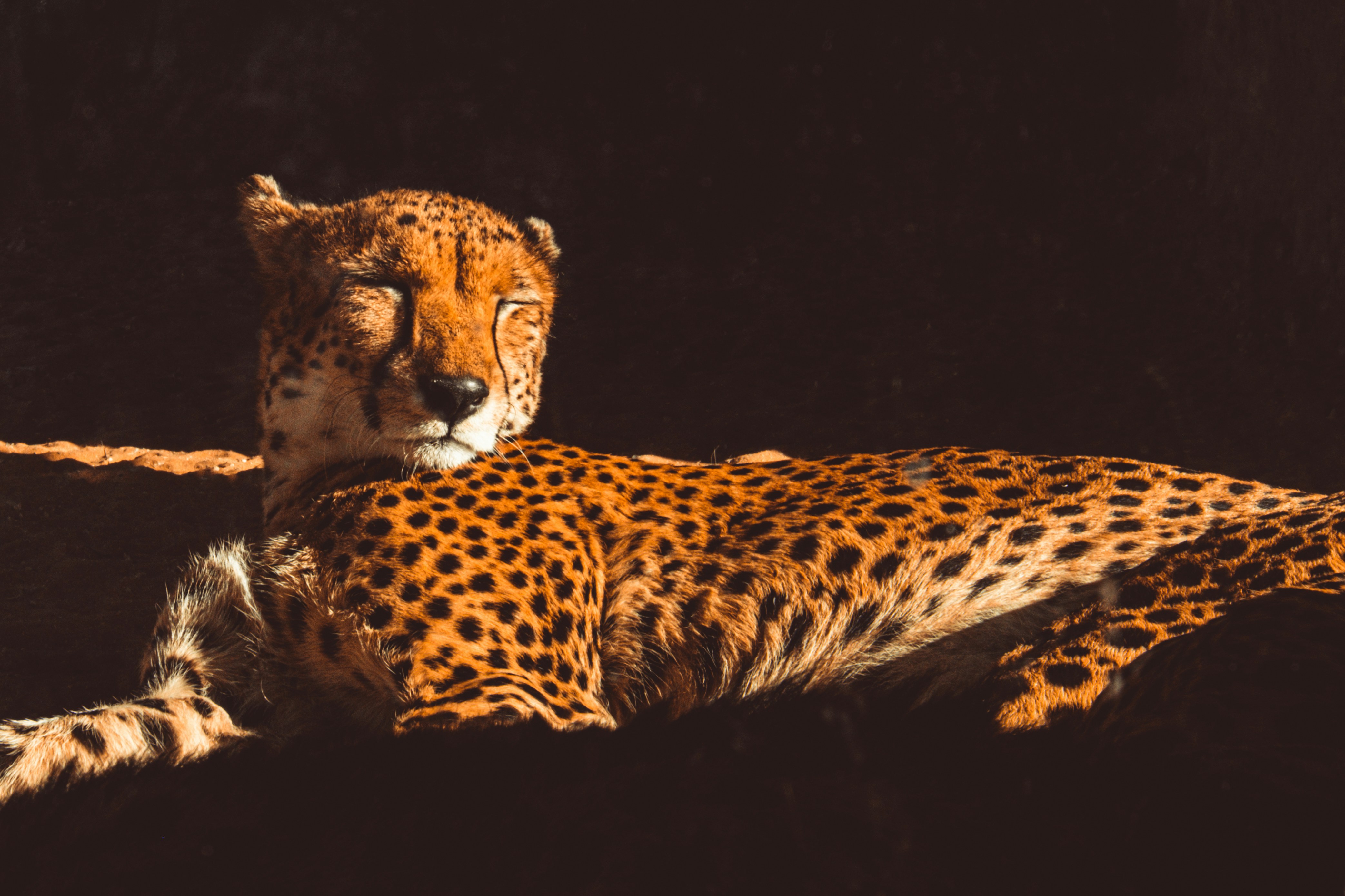 Brown and black cheetah illustration photo – Free Cheetah print Image ...