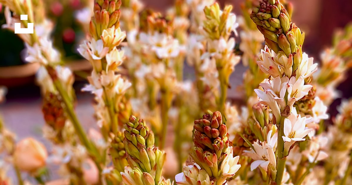 Foto Flores Blancas Y Anaranjadas Con Hojas Verdes Imagen Planta