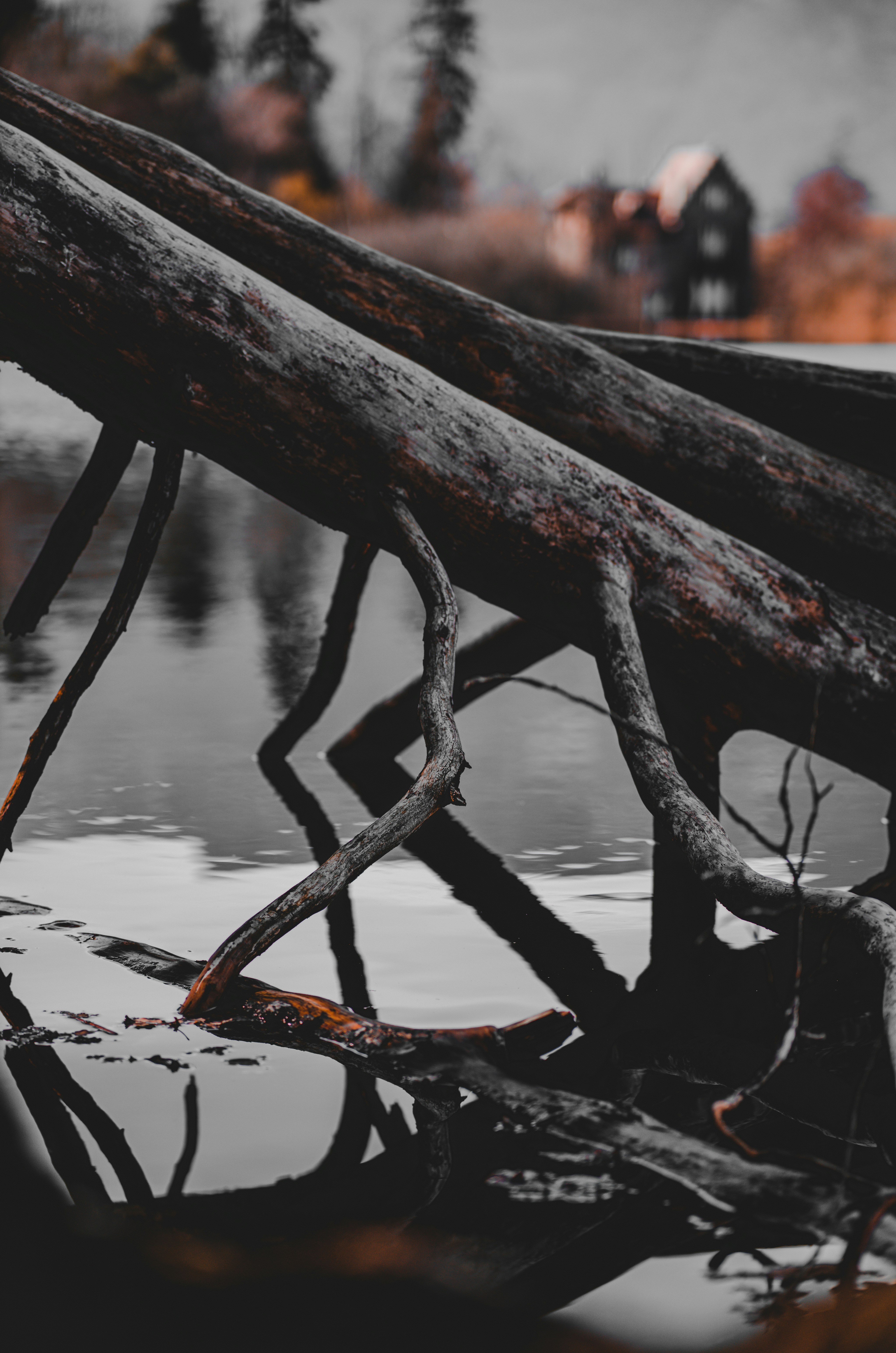 Gnarled at the Waterline: Roots Framing a Quiet Lake Scene