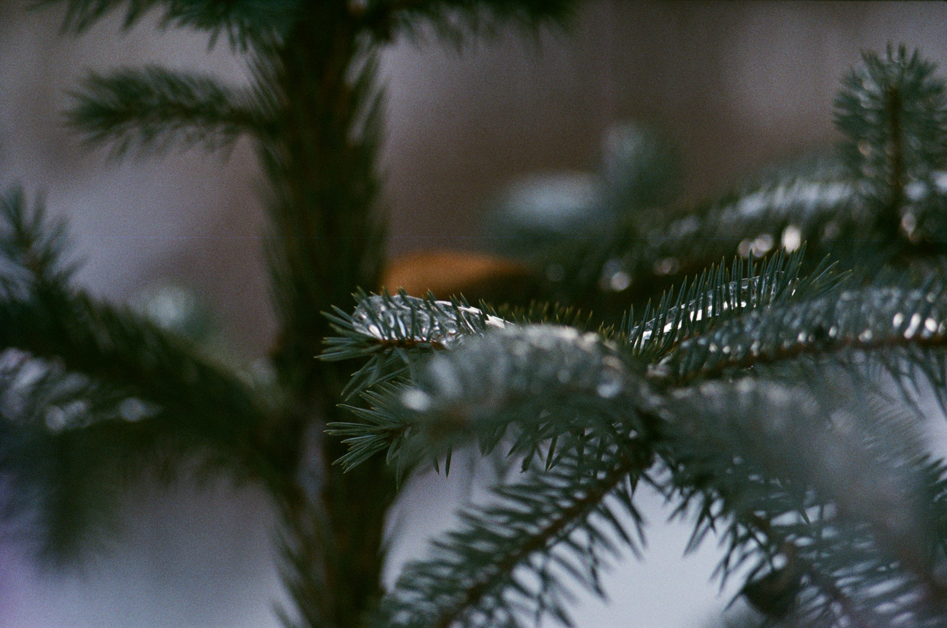 Close-up of frost on spruce needles with shallow depth of field in winter light.