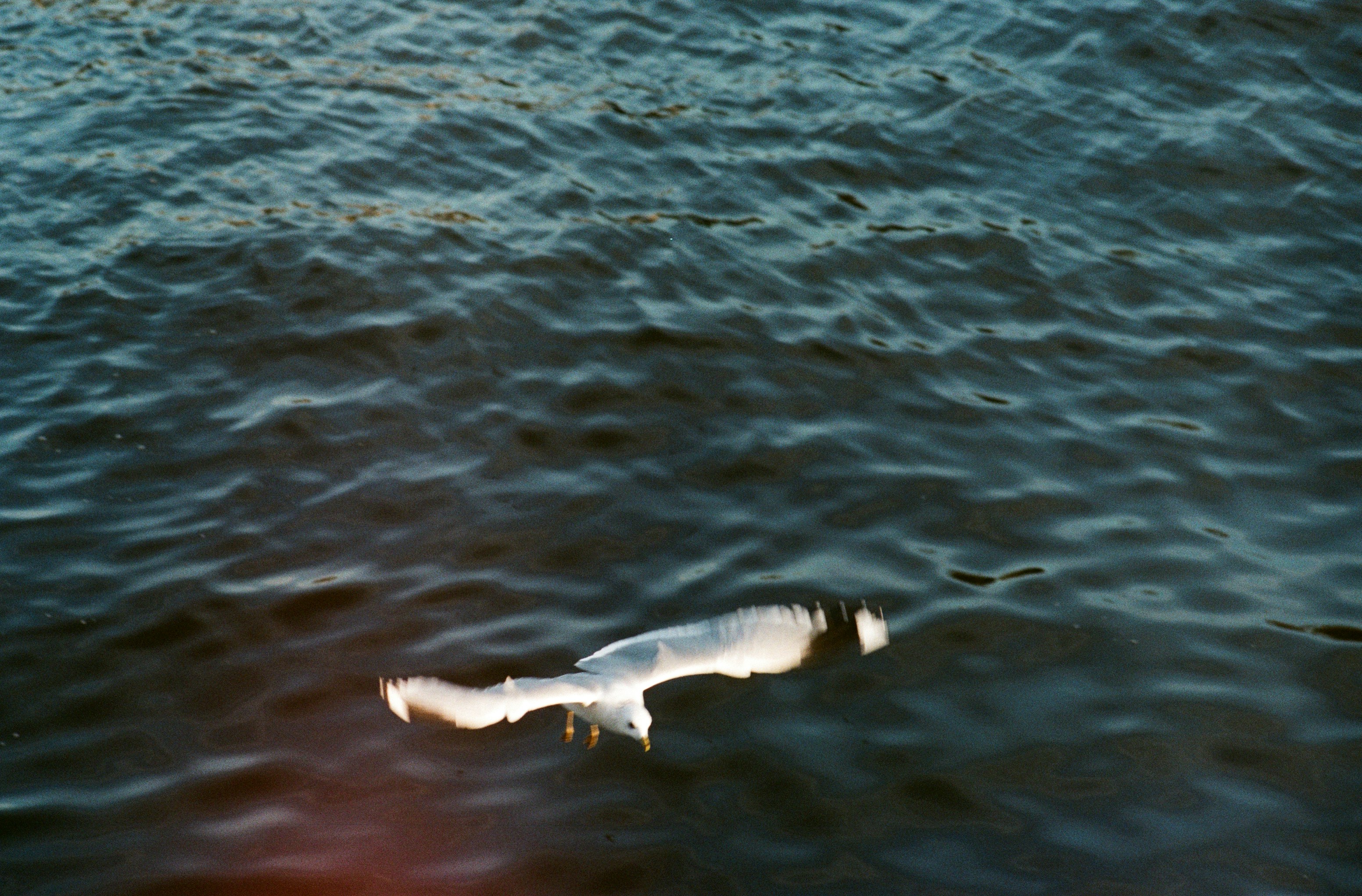 Photograph of a white fish floating on dark blue water, with a subtle red light leak visible near the lower left.