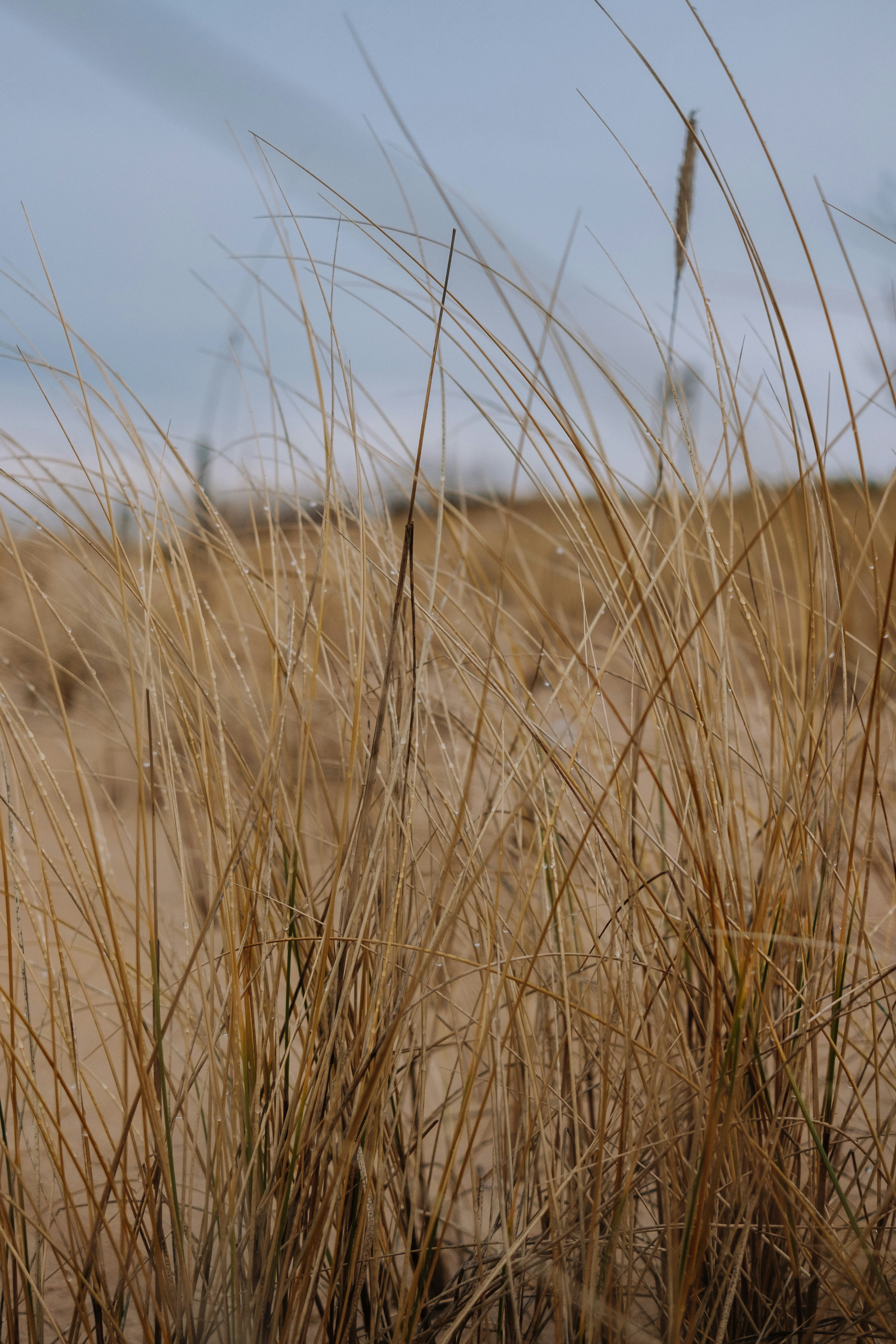 Golden grasses sway gently in the breeze against a muted sky, capturing the essence of a tranquil coastal landscape.