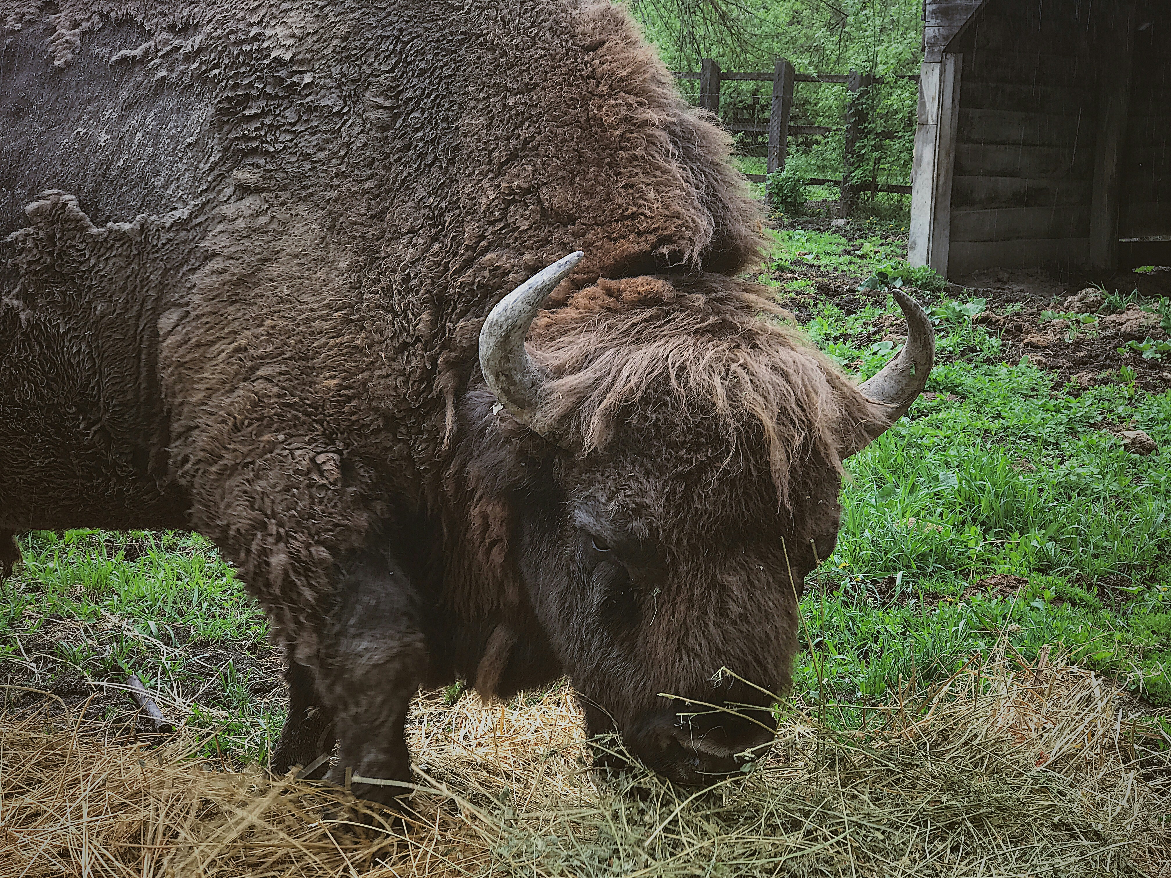 A bison grazing on hay in a lush green pasture, showcasing its thick fur and prominent horns.