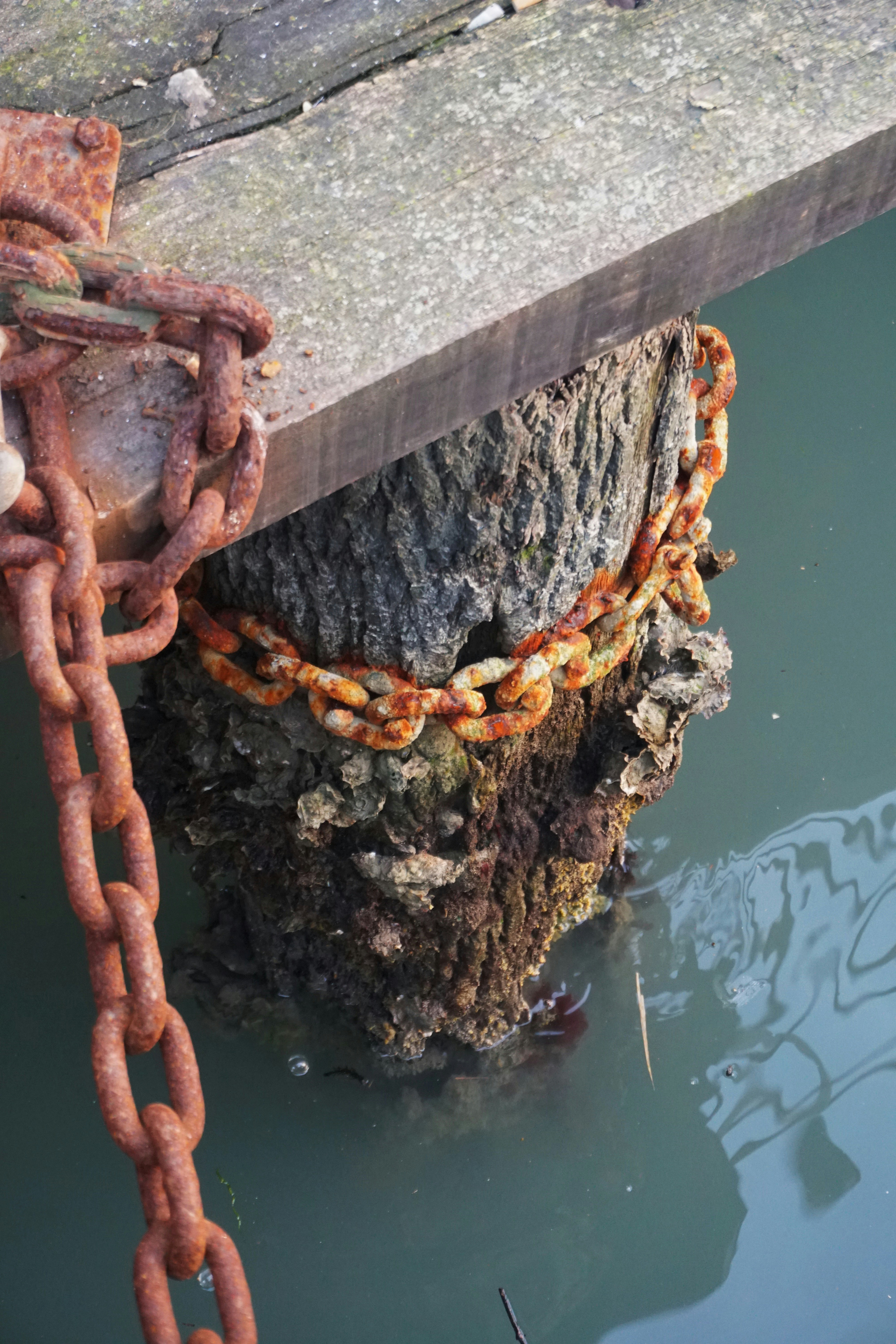 Anchor of Rust: A Sea-Worn Chain Clinging to a Barnacled Piling