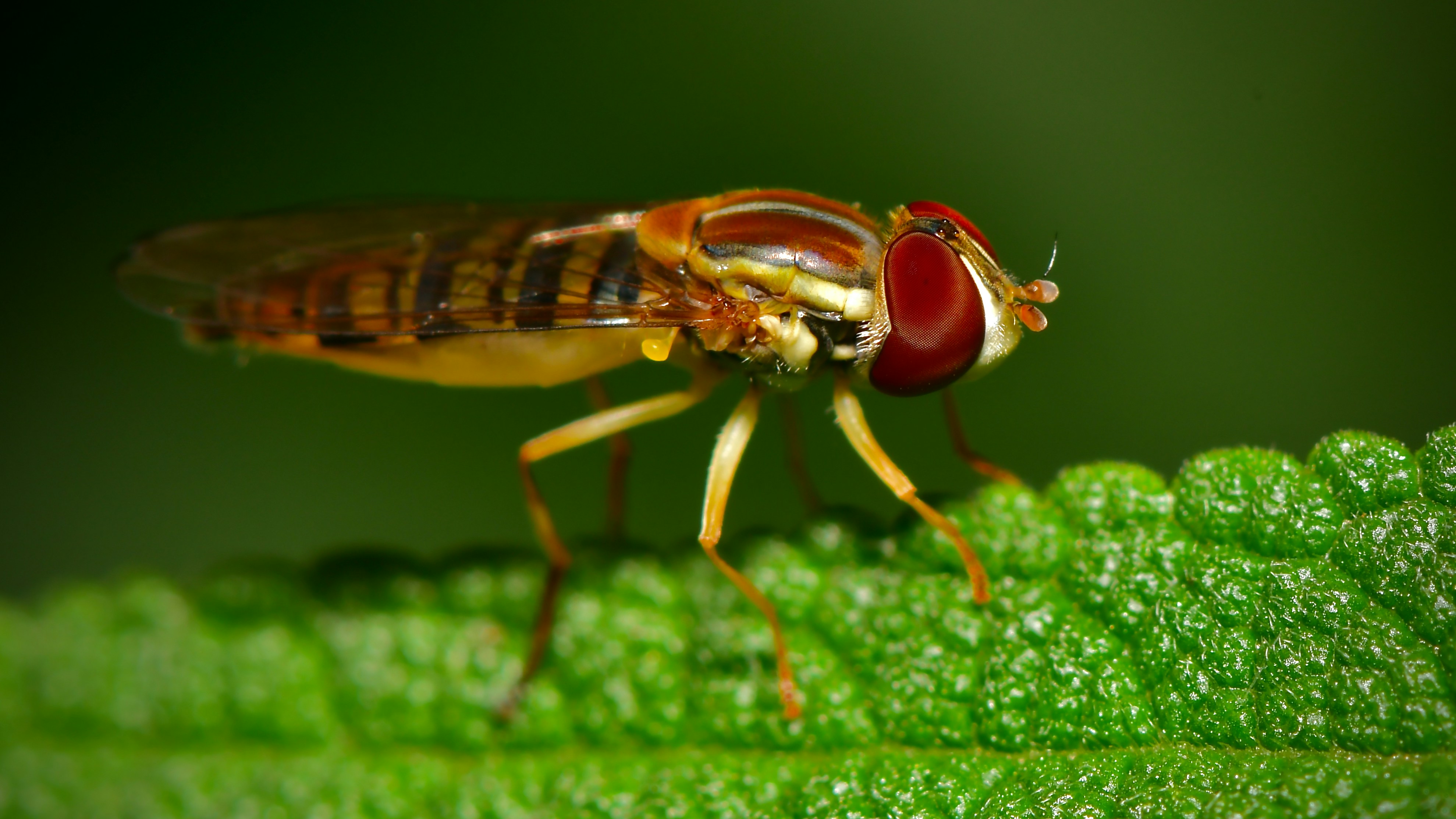 Global Eye: a Hoverfly's Red-Dominated Gaze on a Green Leaf
