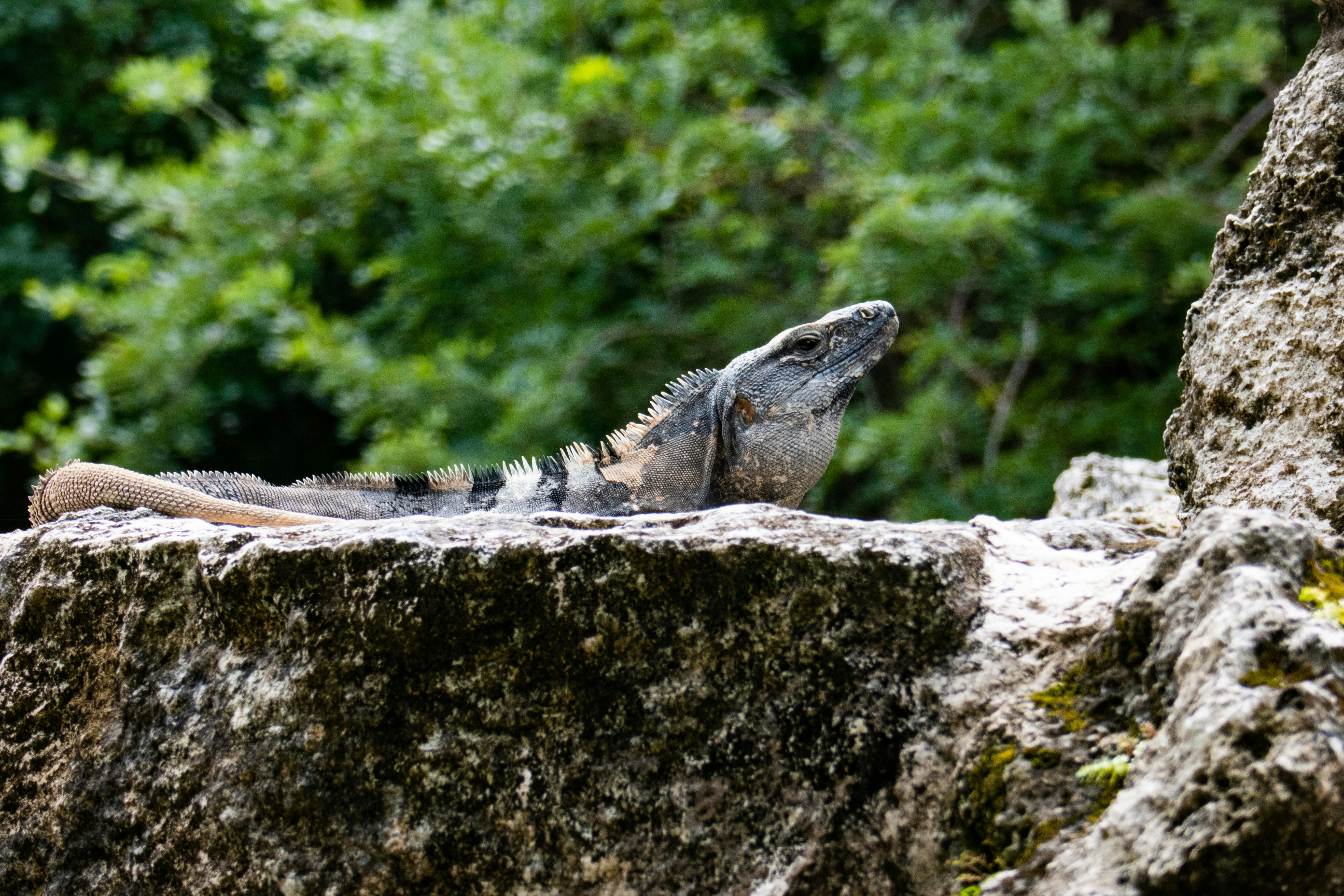 Iguana resting on a rocky surface amidst lush greenery, showcasing its textured skin and natural camouflage.