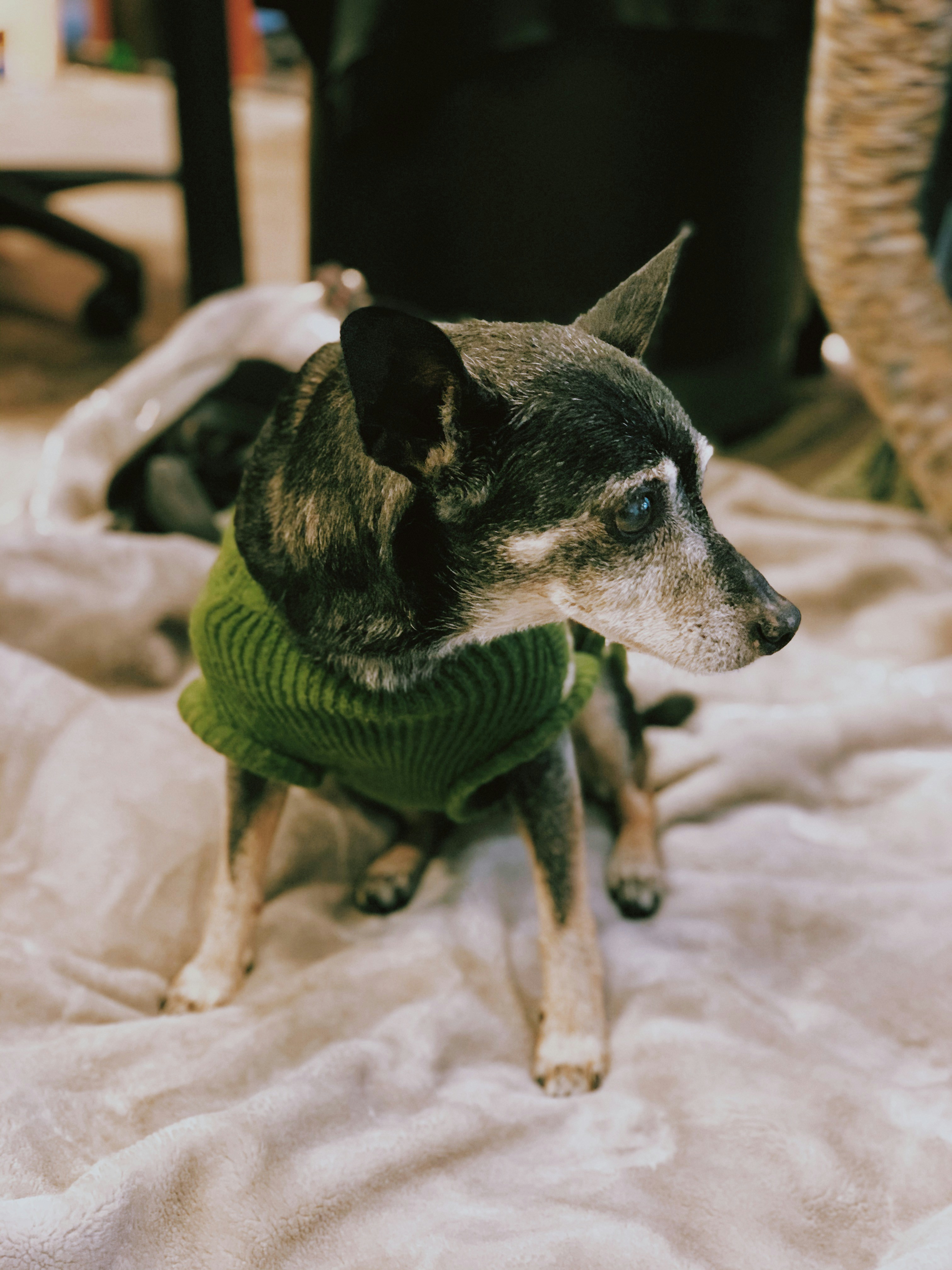 Warm-Hearted Paws: A Small Dog in a Green Knit Sweater on a Soft Blanket