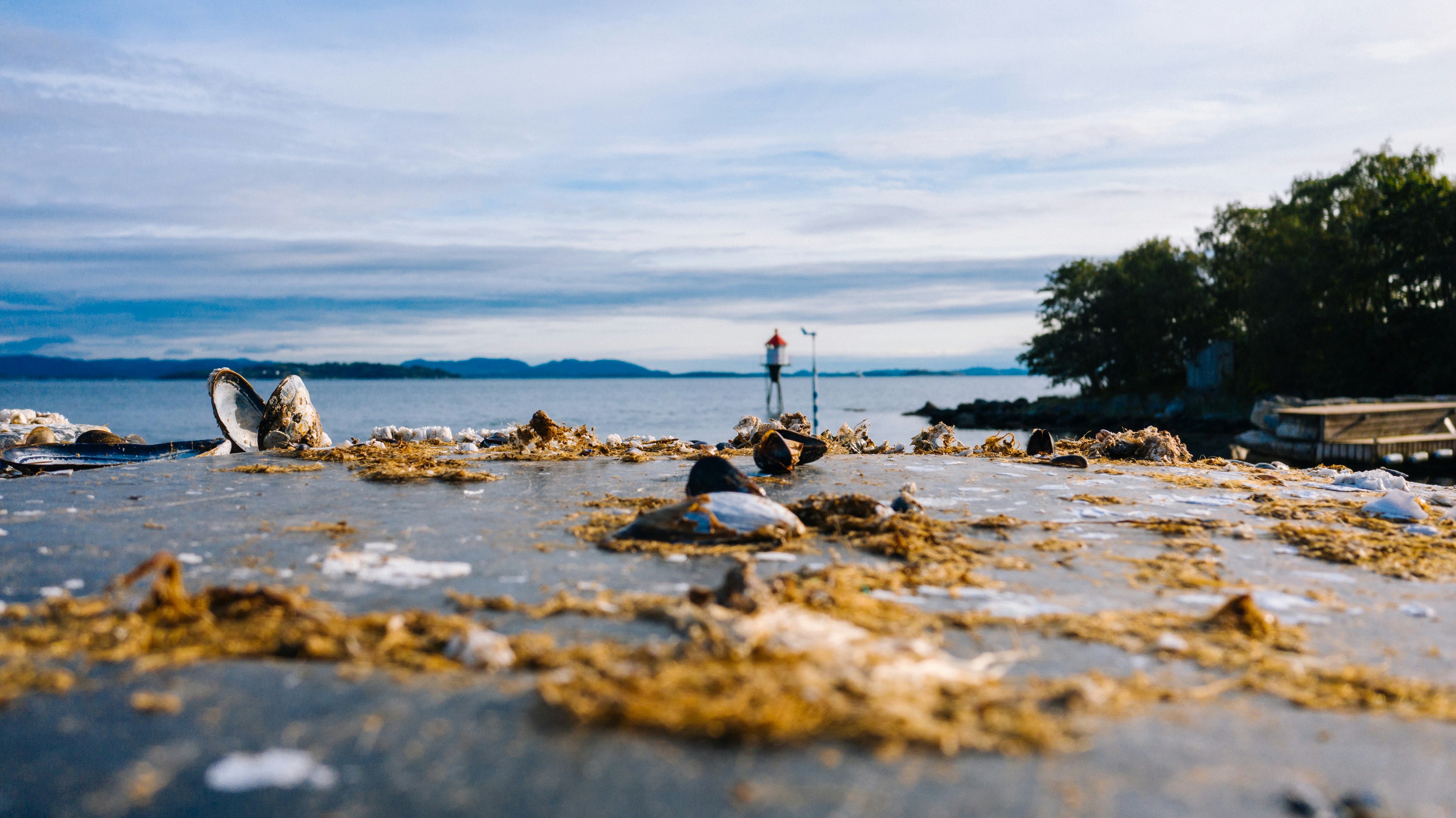 Beacon at the Calm Horizon: Seaweed-Speckled Shore