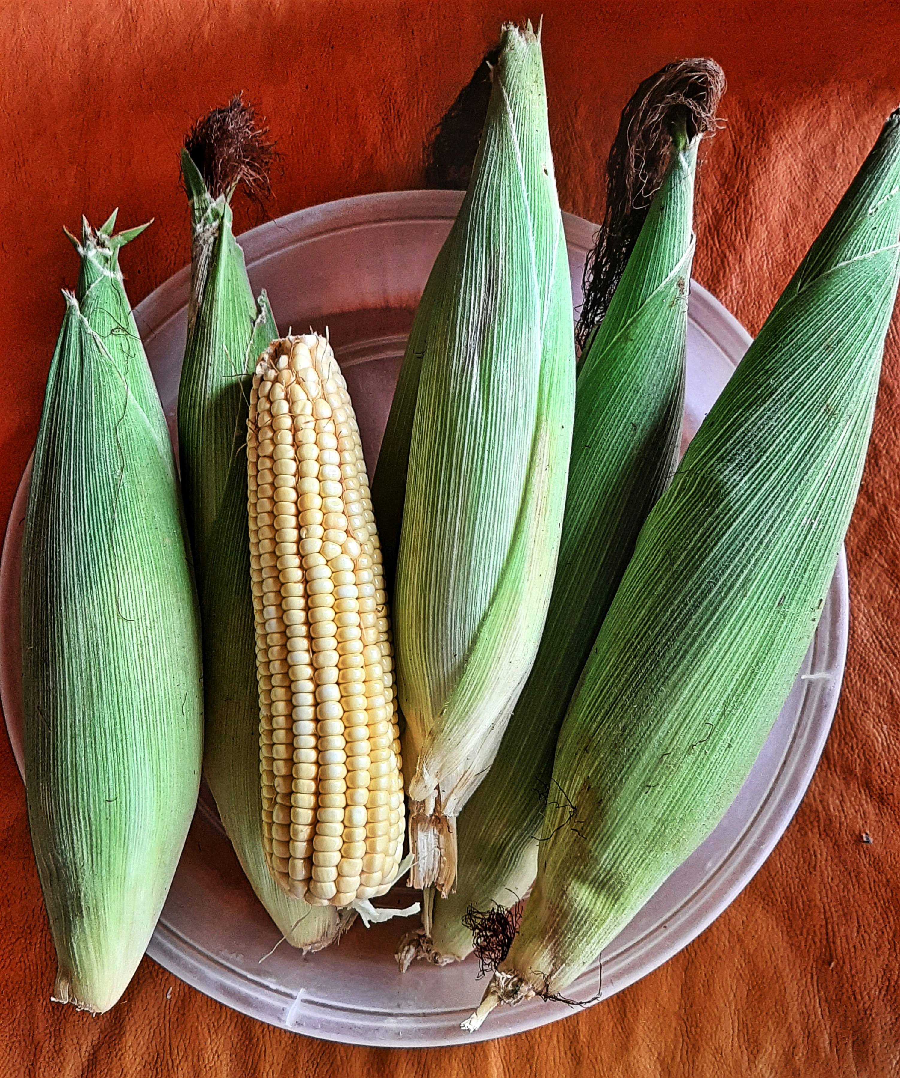 Corn Portrait: A Row of Fresh Ears on a Rustic Plate