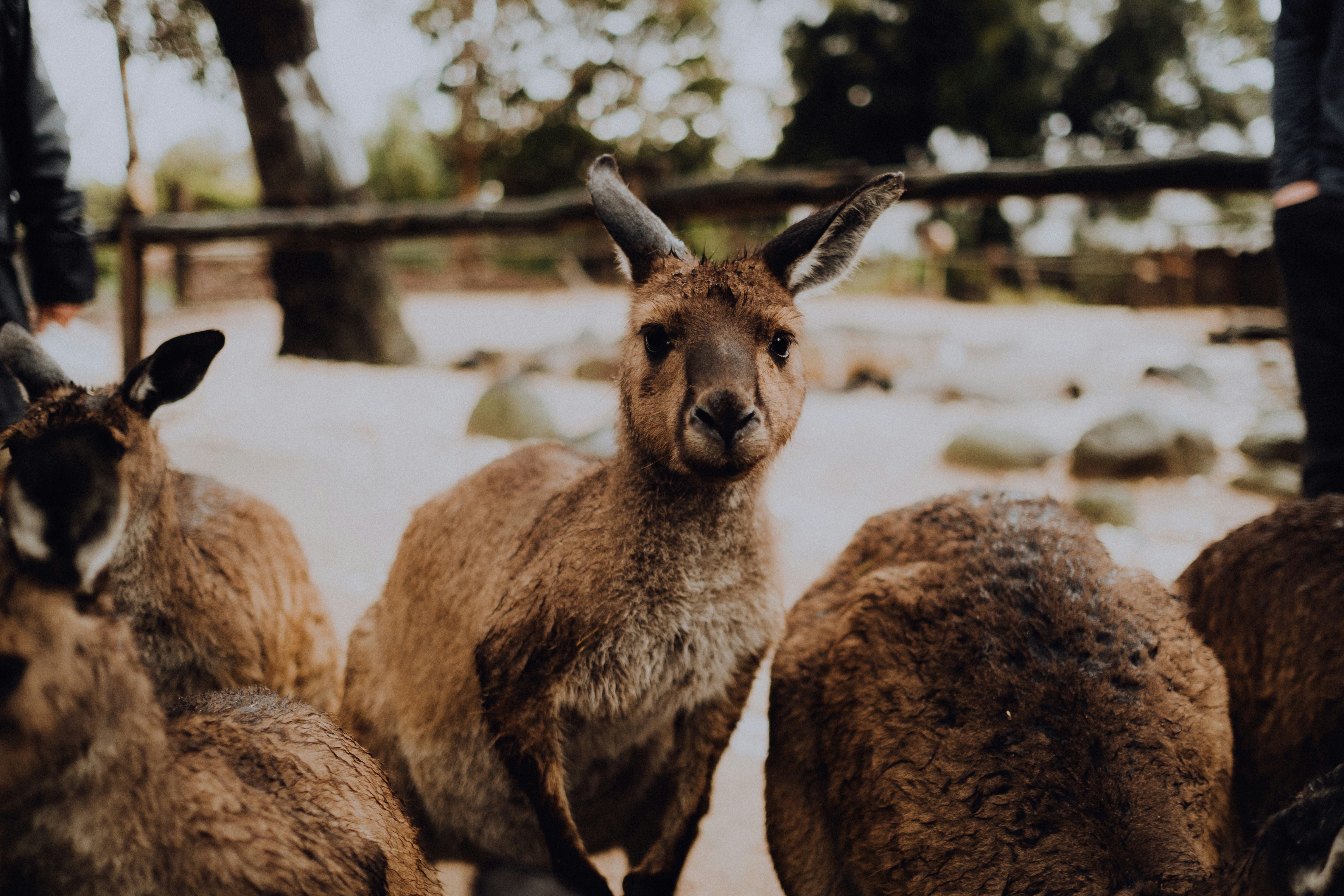 A close-up of a curious kangaroo surrounded by its peers in a natural setting, showcasing its inquisitive expression. 