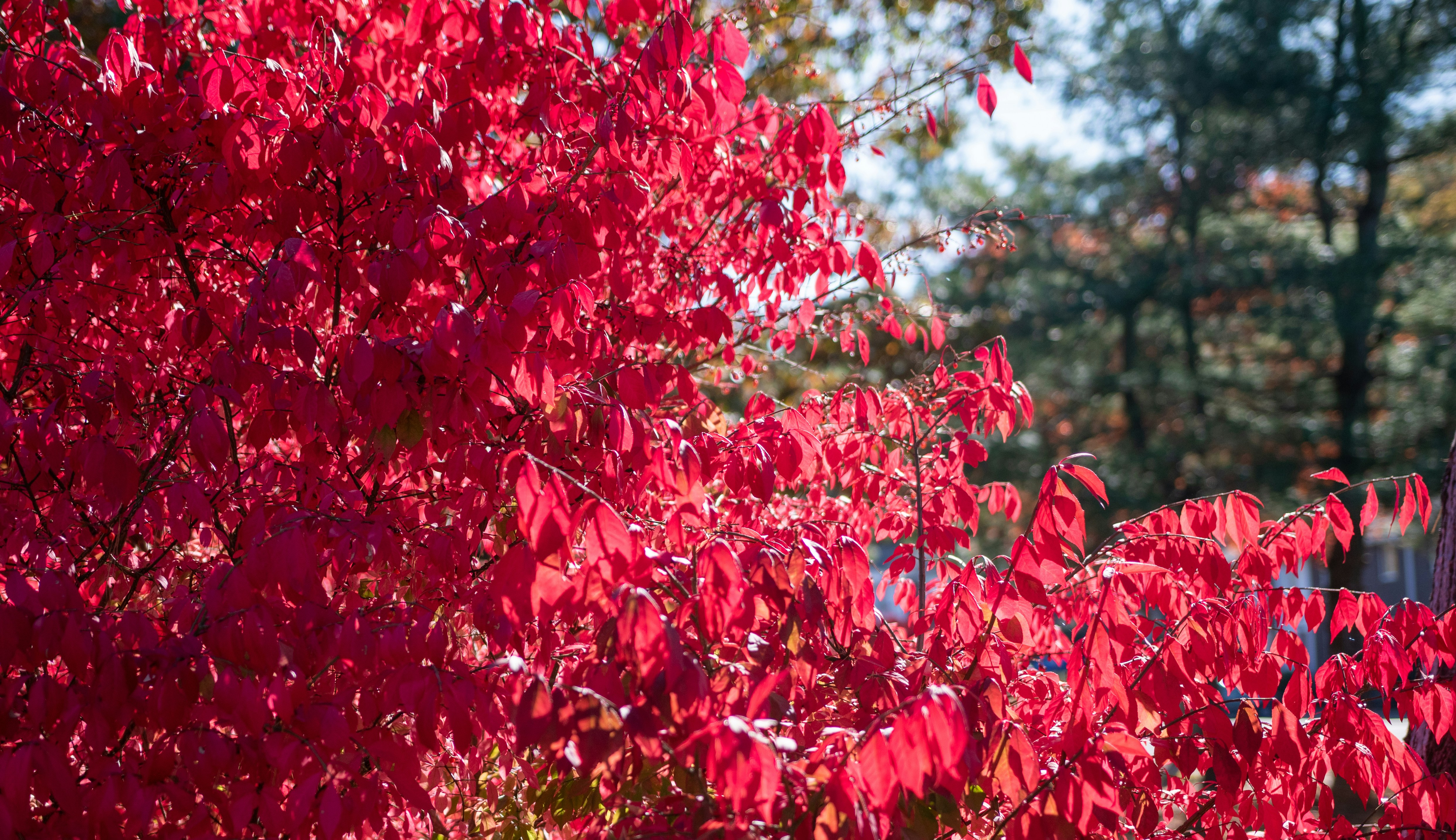 Vibrant red leaves of a burning bush contrast against a backdrop of muted autumn foliage under clear skies.