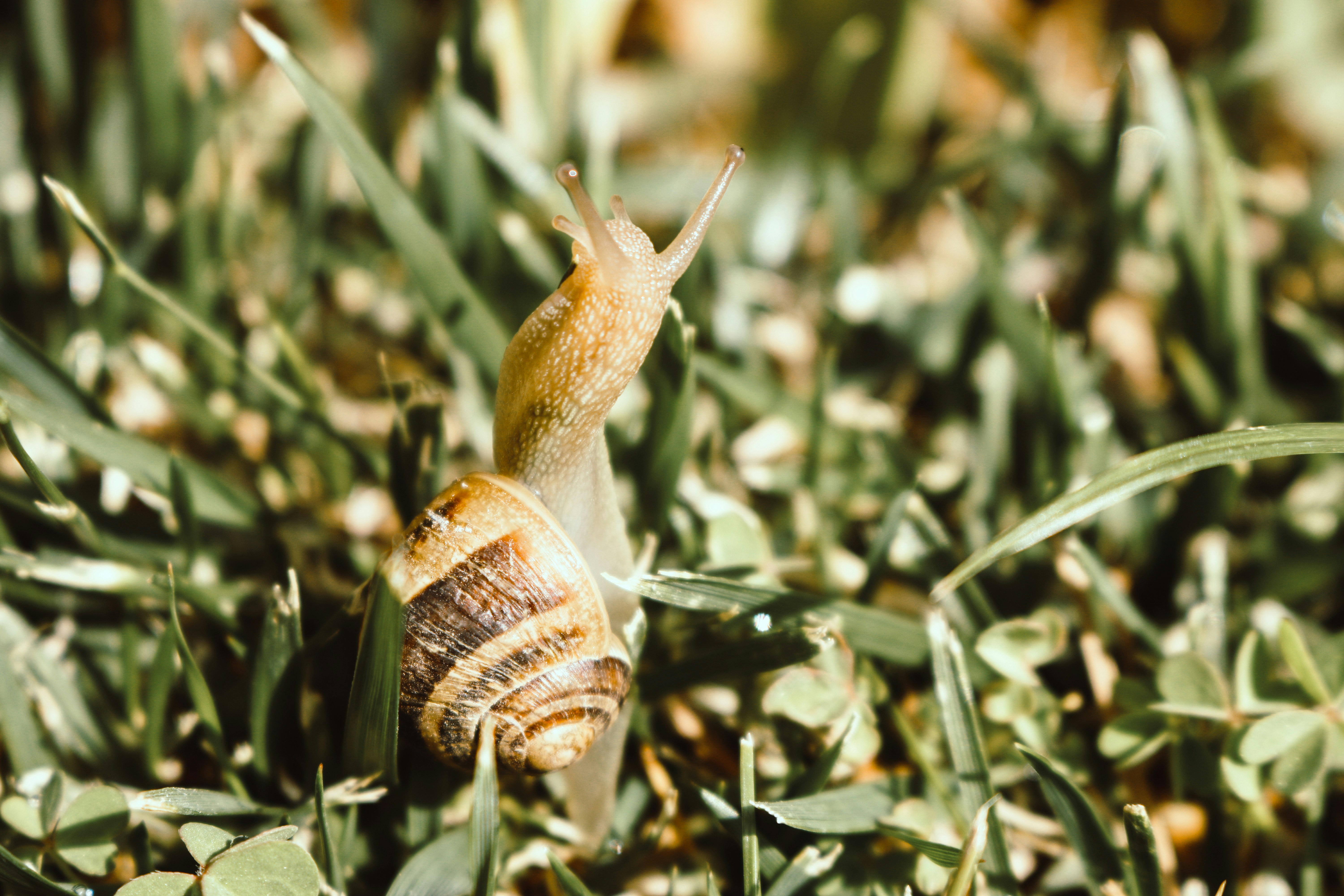 The Slow Journey of Nature's Architect