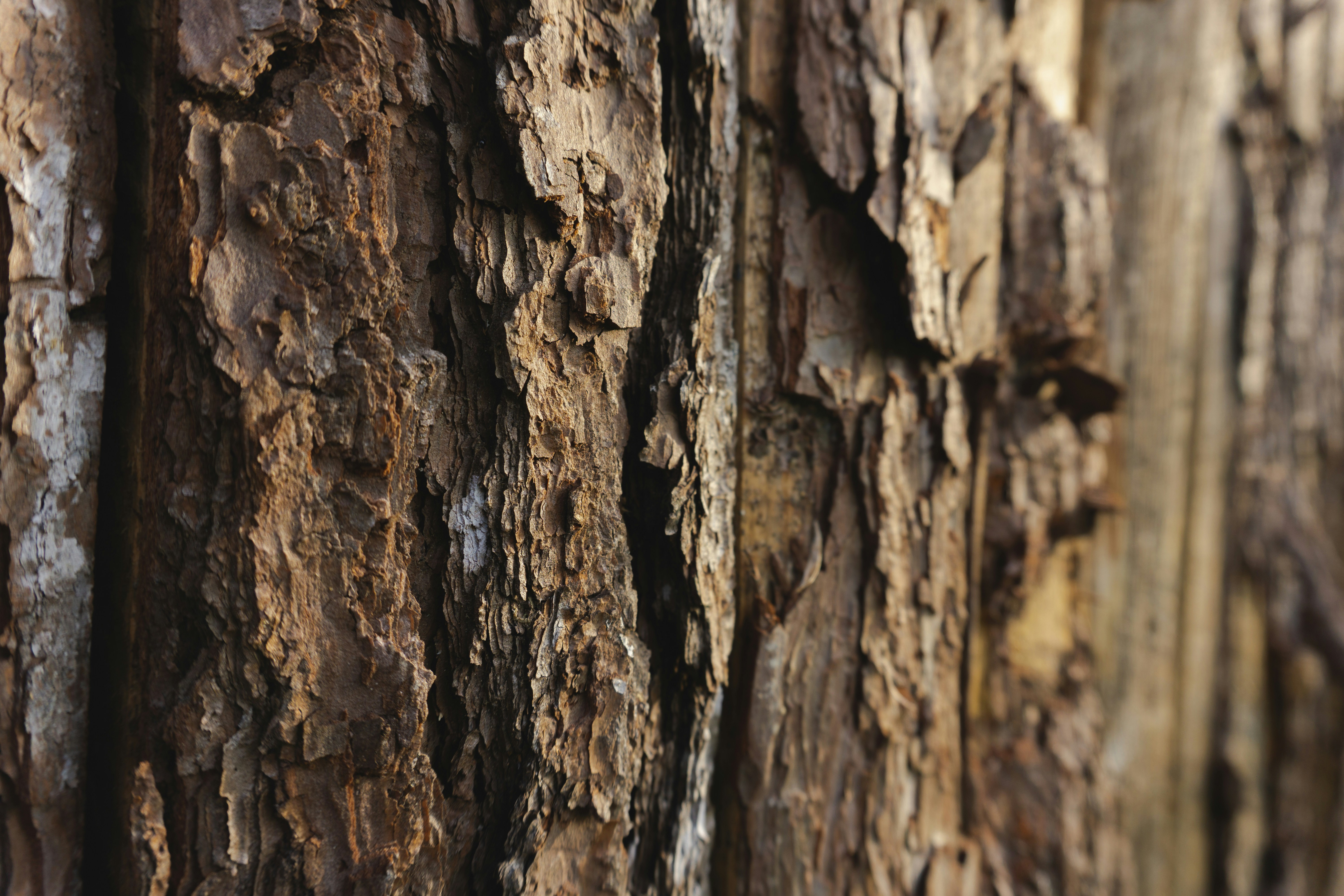 Close-up of rugged tree bark showcasing intricate textures and natural patterns.