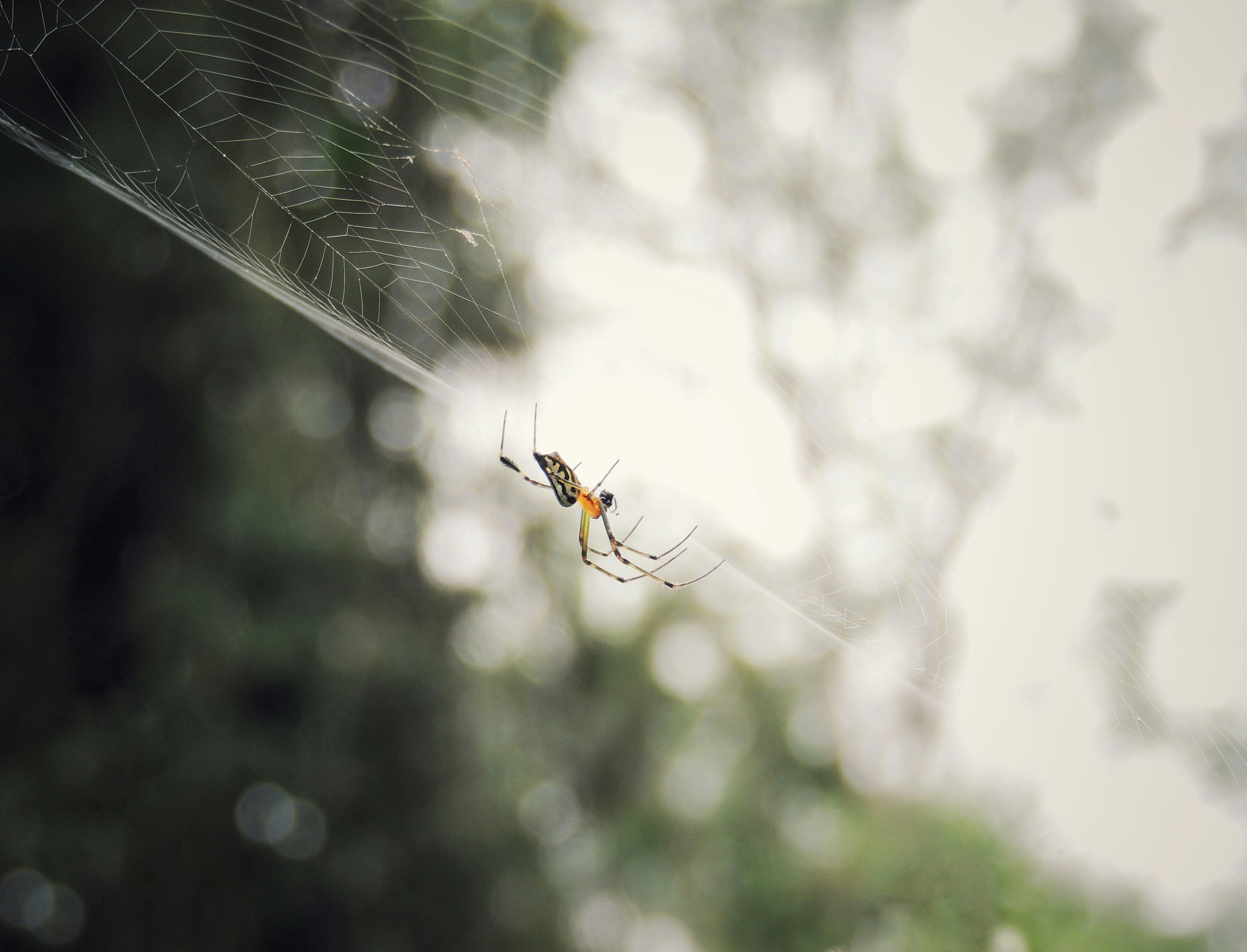Ember Orb-Weaver on a Silk Arc
