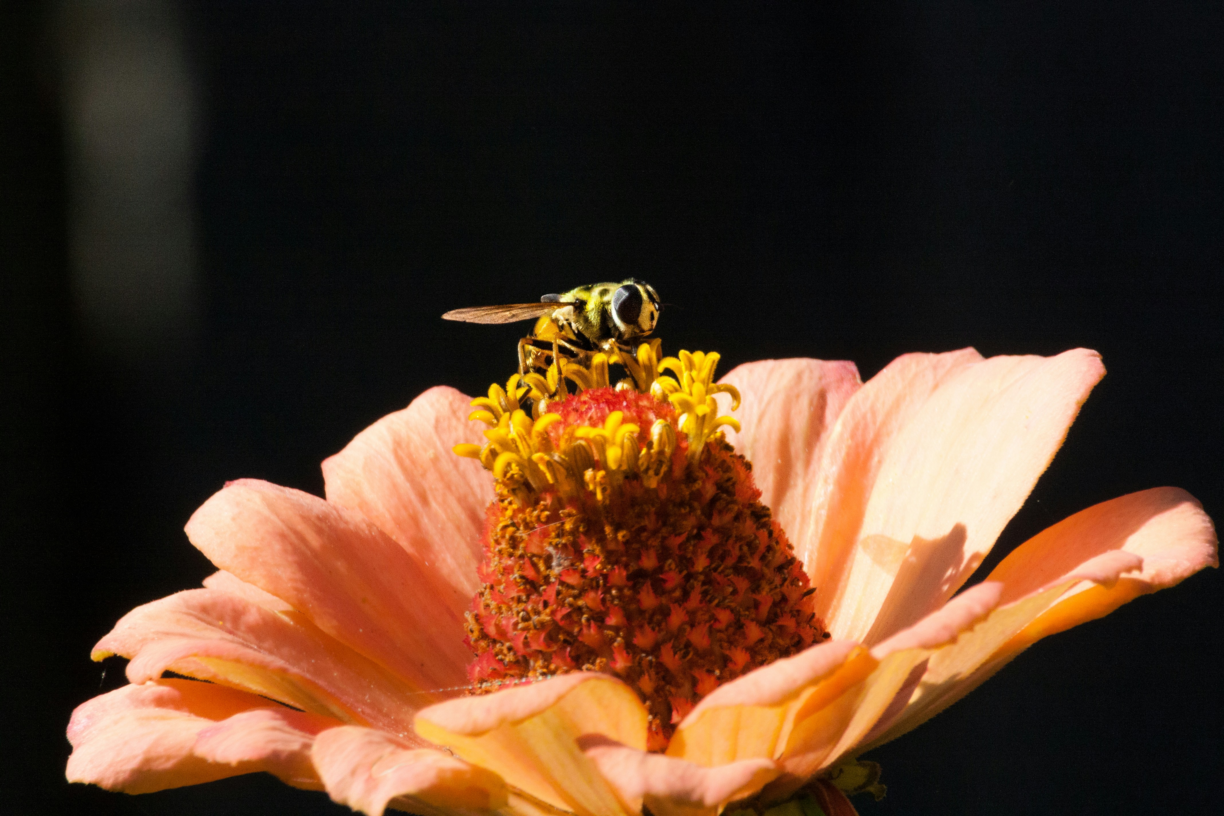 Bee On Zinnia