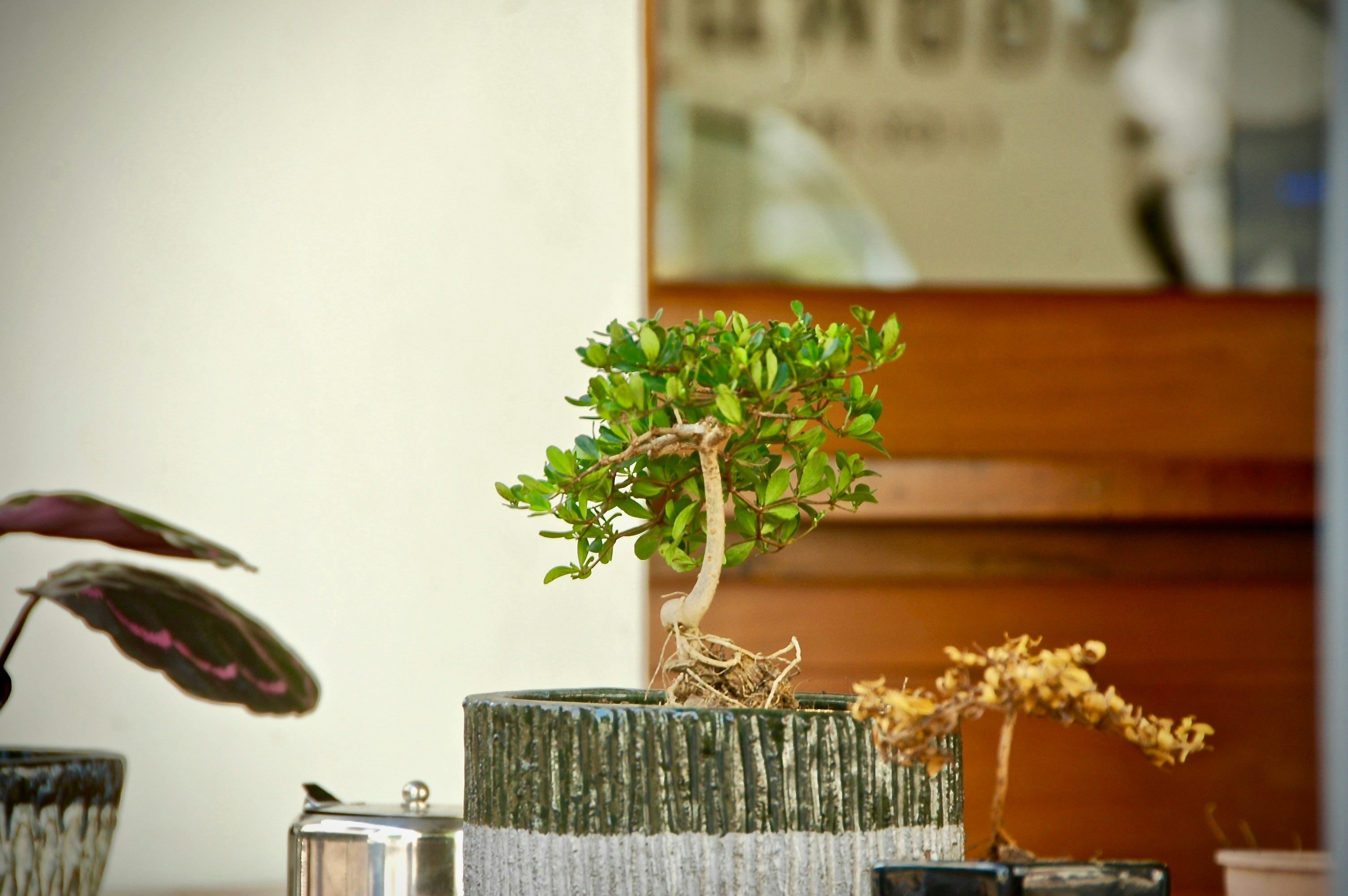 Bonsai in Focus: A Quiet Centerpiece on a Wooden Surface