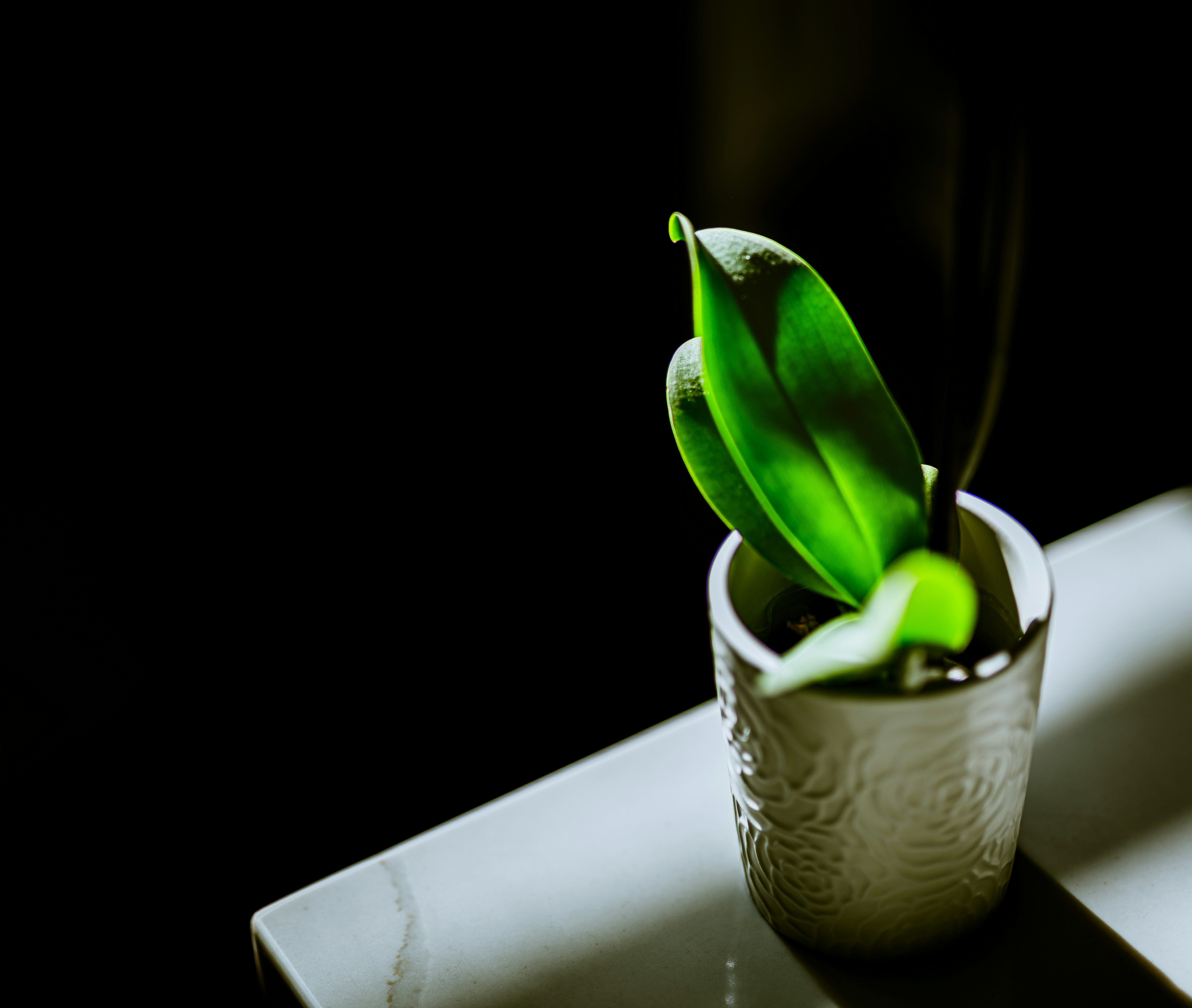 Verdant Spotlight: Leaf Emerges from a White Ceramic Pot