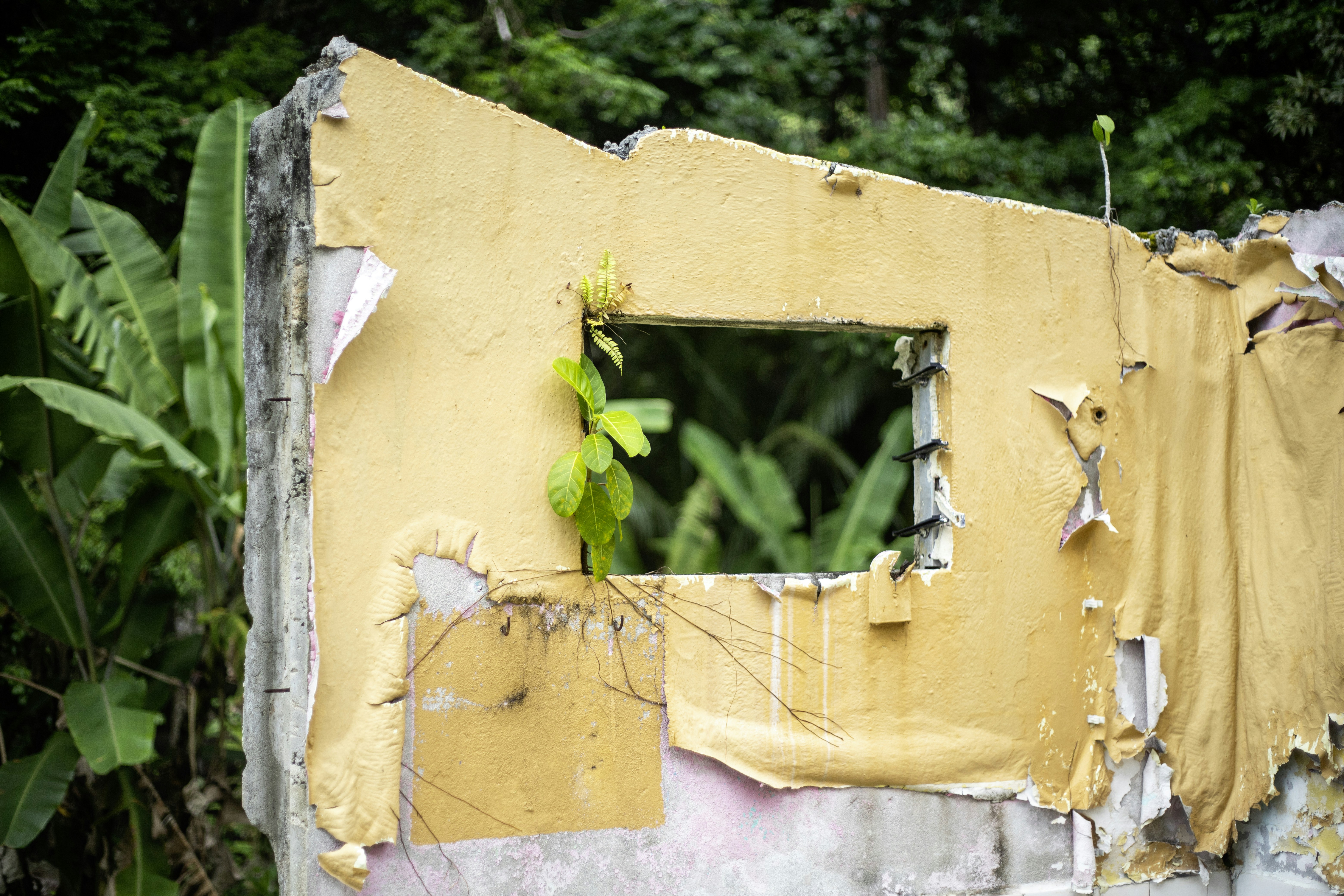 abandoned old house in the jungle on seychelles