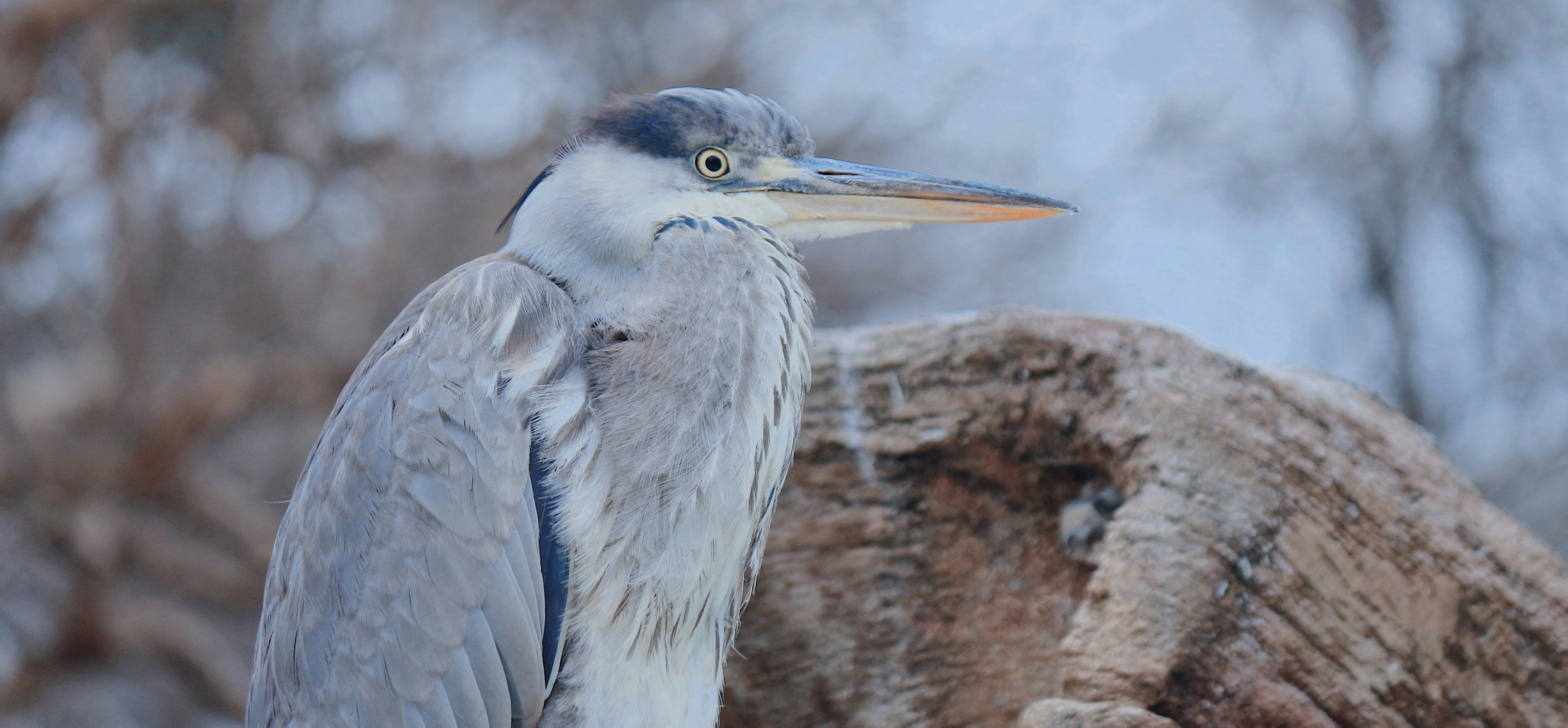 Edge of the Tide: A Gray Heron Perched Over Weathered Rock
