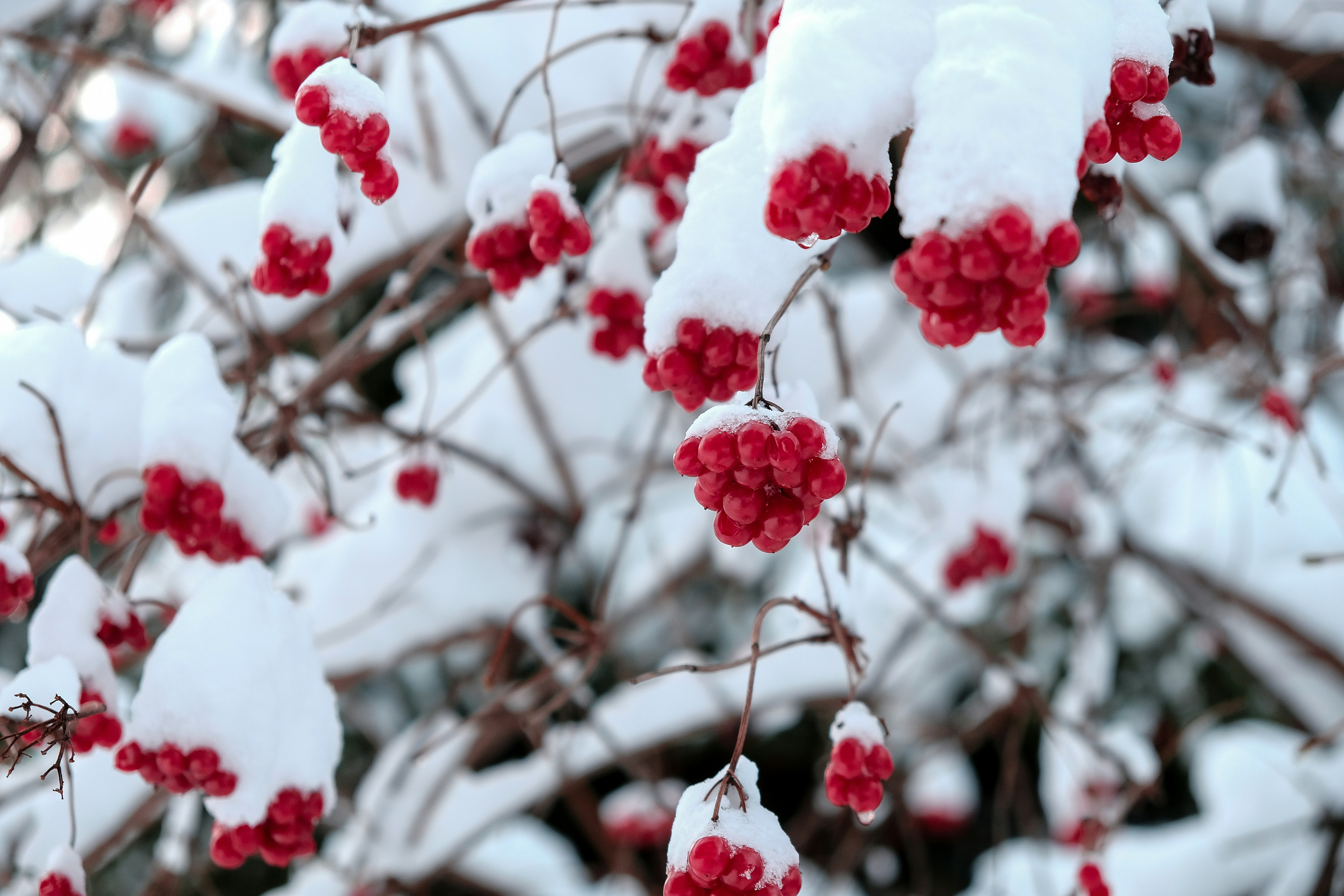 Fruits ronds rouges recouverts de neige photo – Photo La nature ...