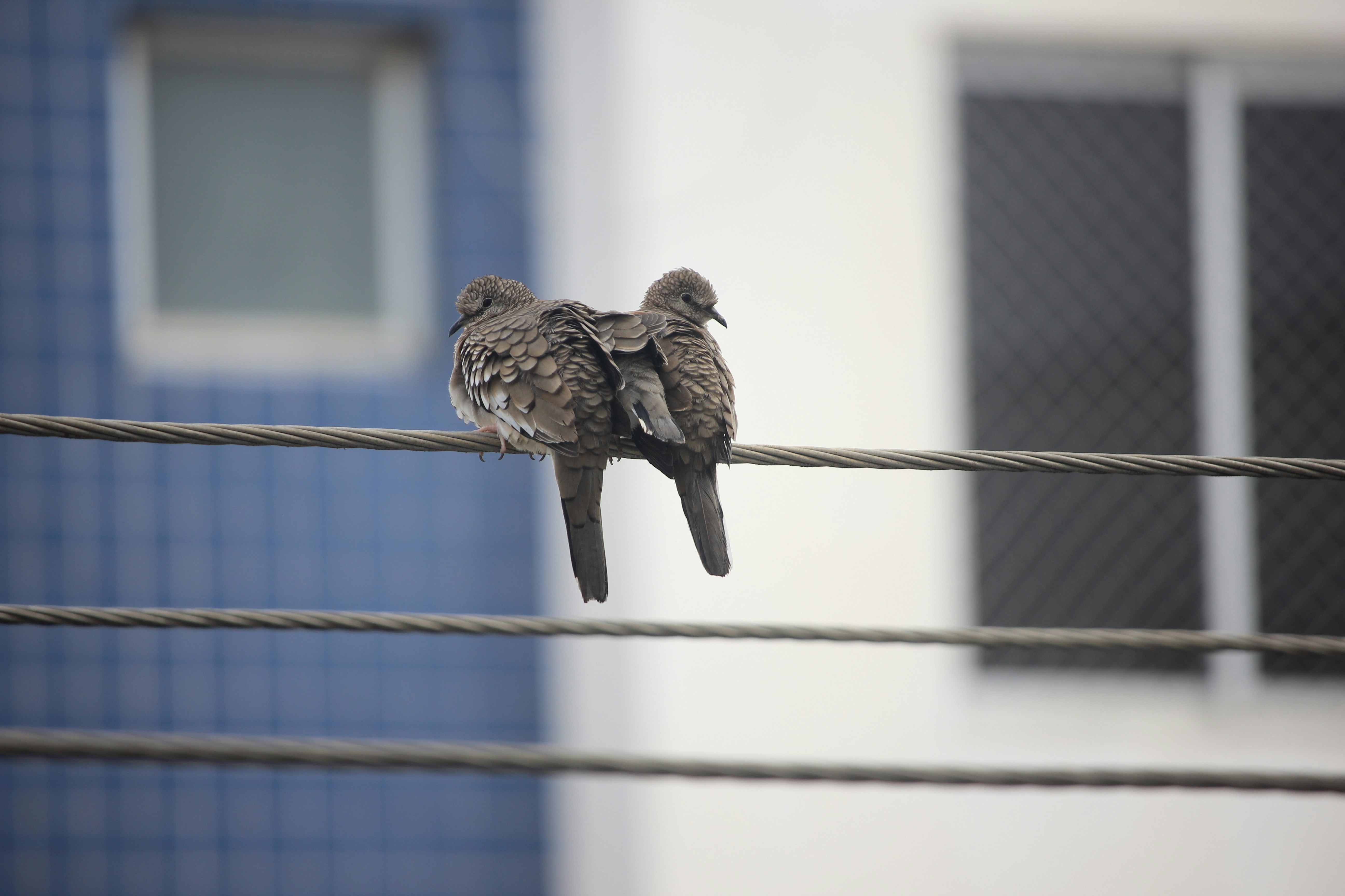Two brown birds perched closely on a wire against a blurred urban backdrop.