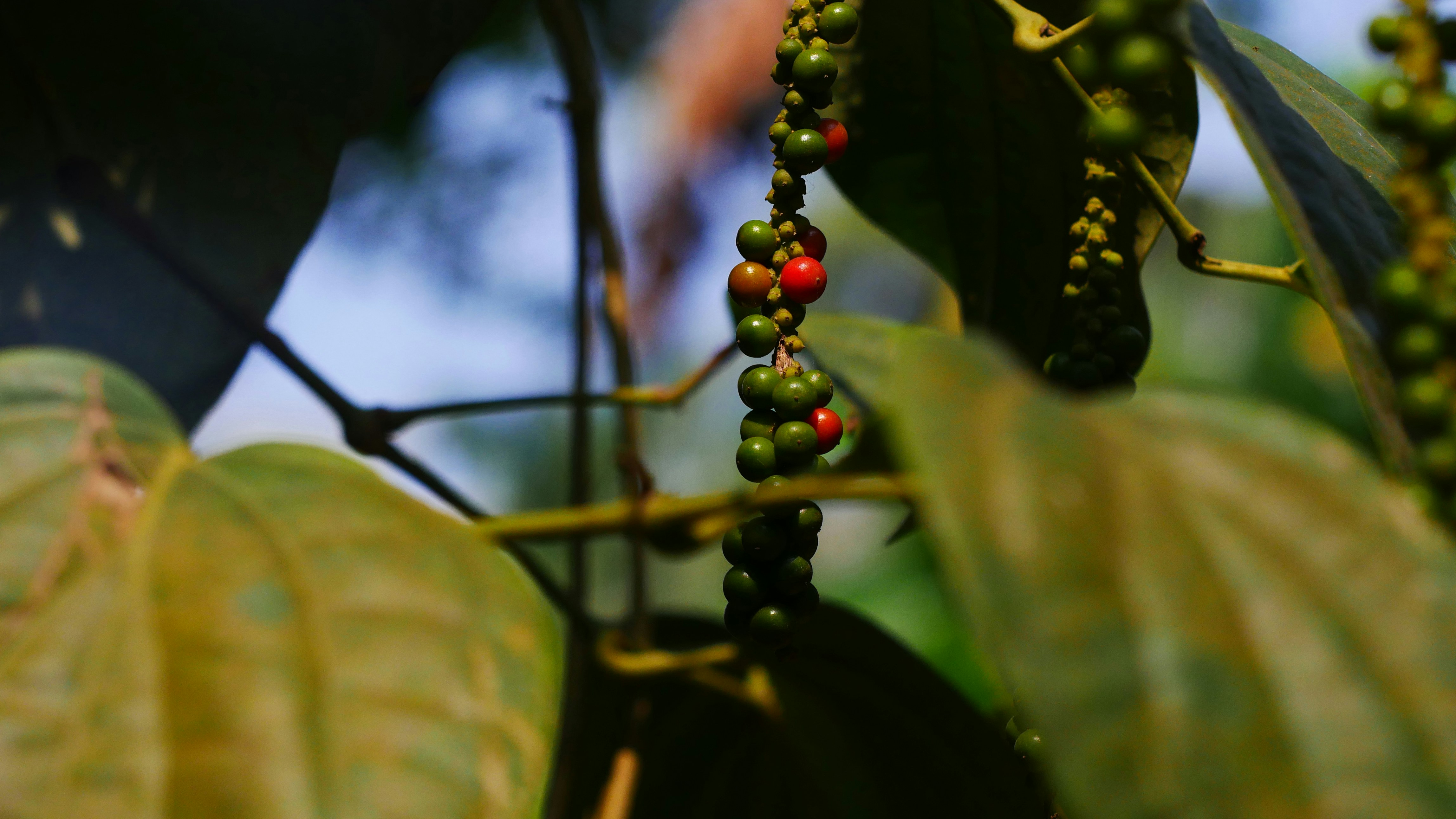 Foto Buah bulat hijau dan merah – Gambar Bunga Gratis di Unsplash