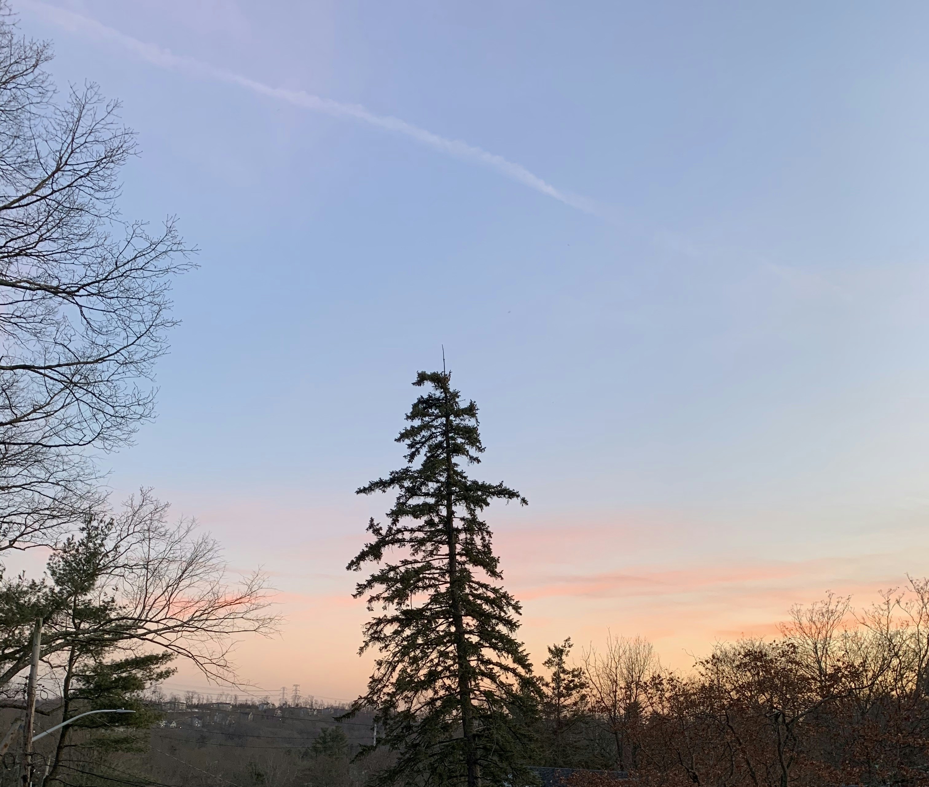 Lone Fir at Dusk: A Quiet Horizon of Peach and Blue