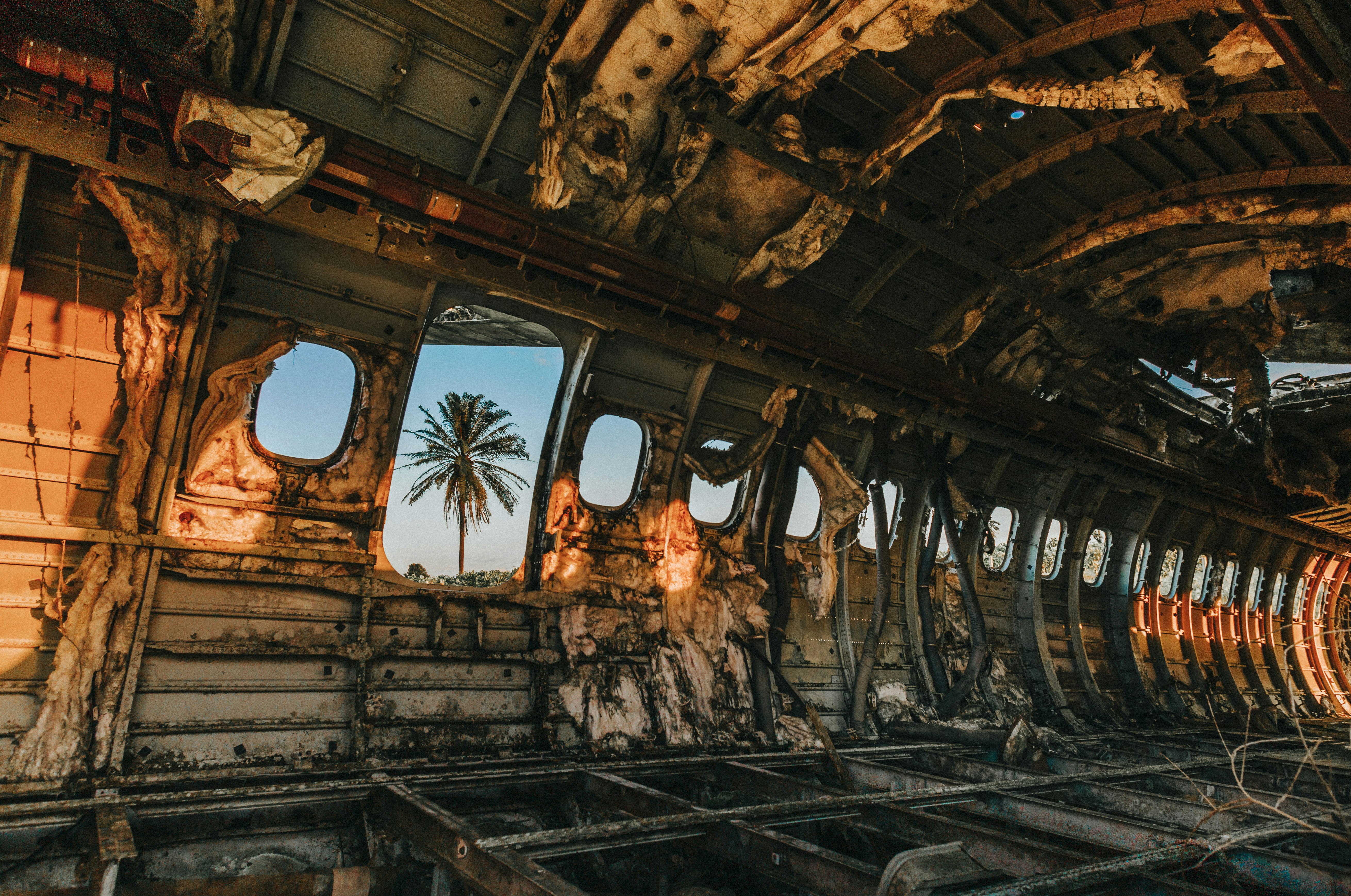 Interior of a derelict aircraft fuselage, showcasing burnt remnants and a palm tree visible through an opening. The scene captures the contrast between decay and nature's resilience.
