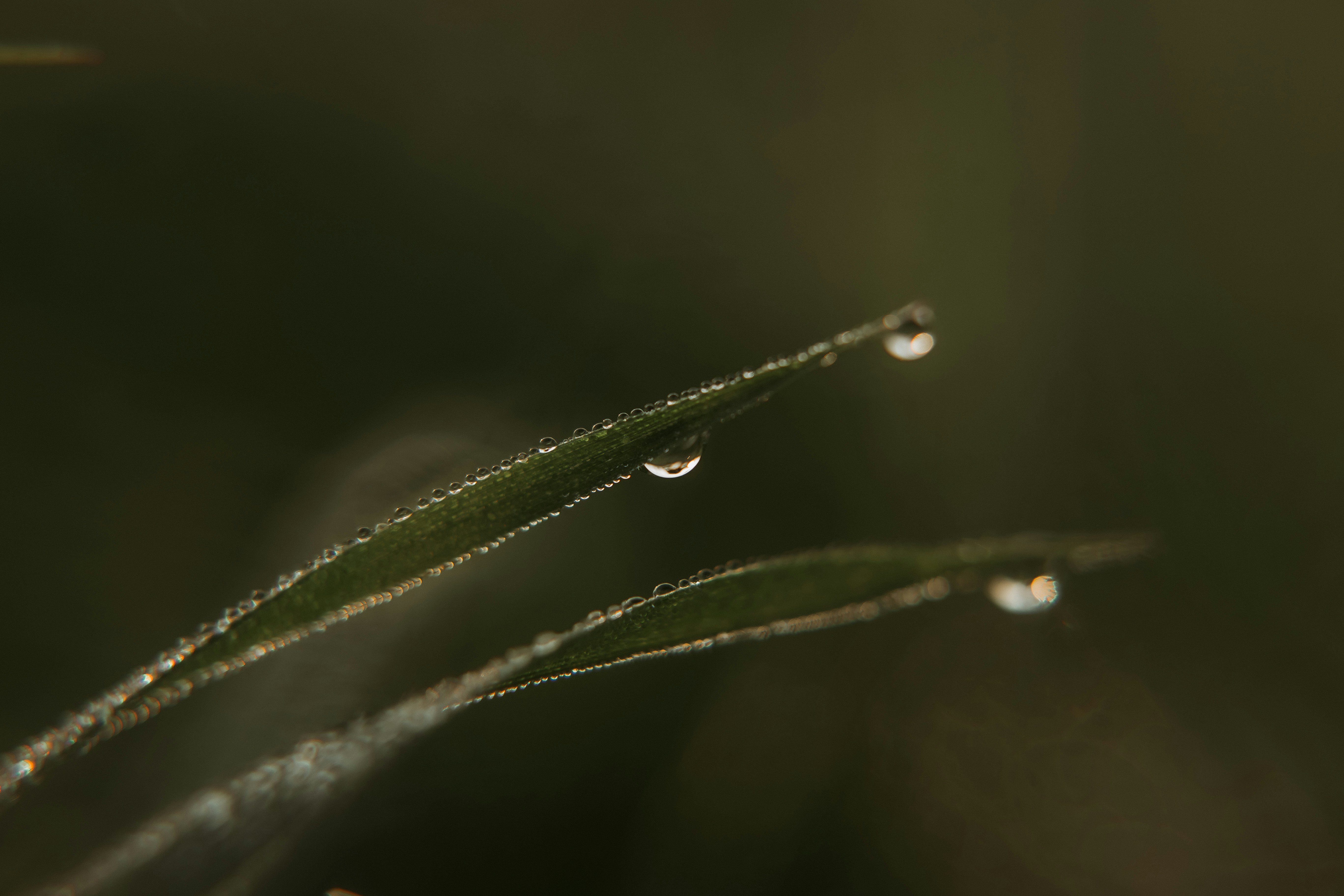 Close-up of delicate grass blades adorned with glistening dewdrops, set against a softly blurred background.
