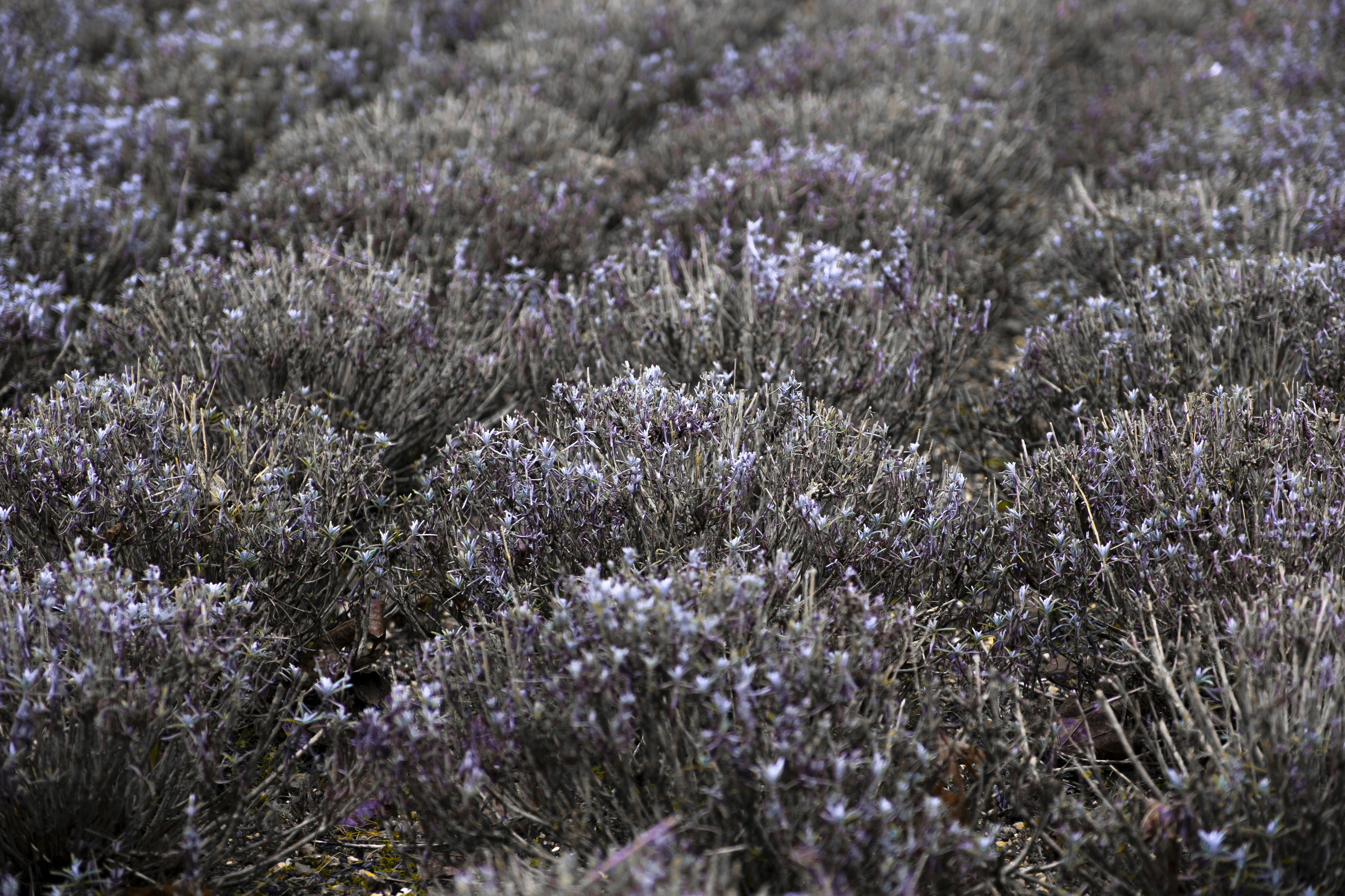 purple flower field during daytime