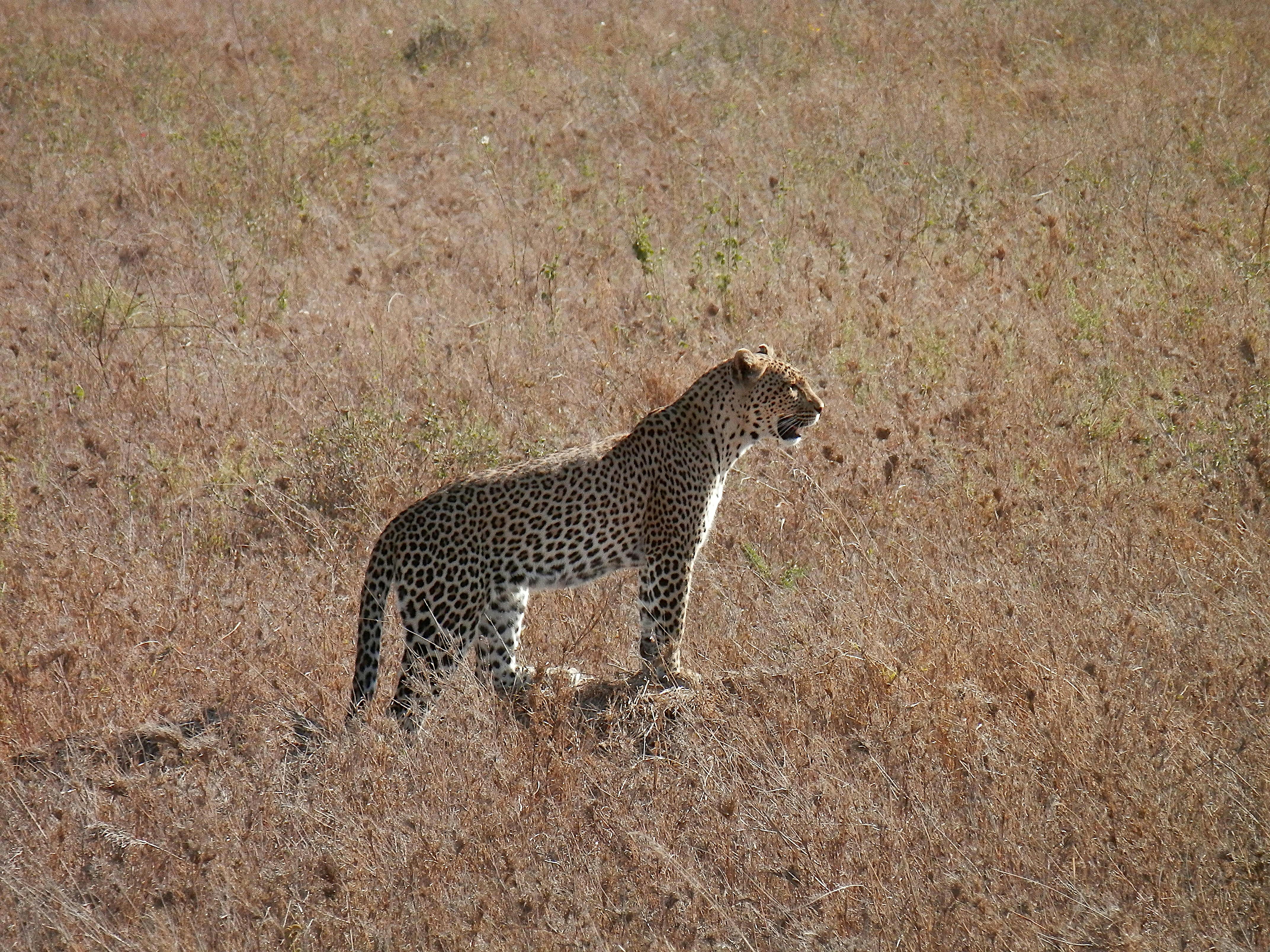 Cheetah walking on brown grass field during daytime photo – Free Grey ...