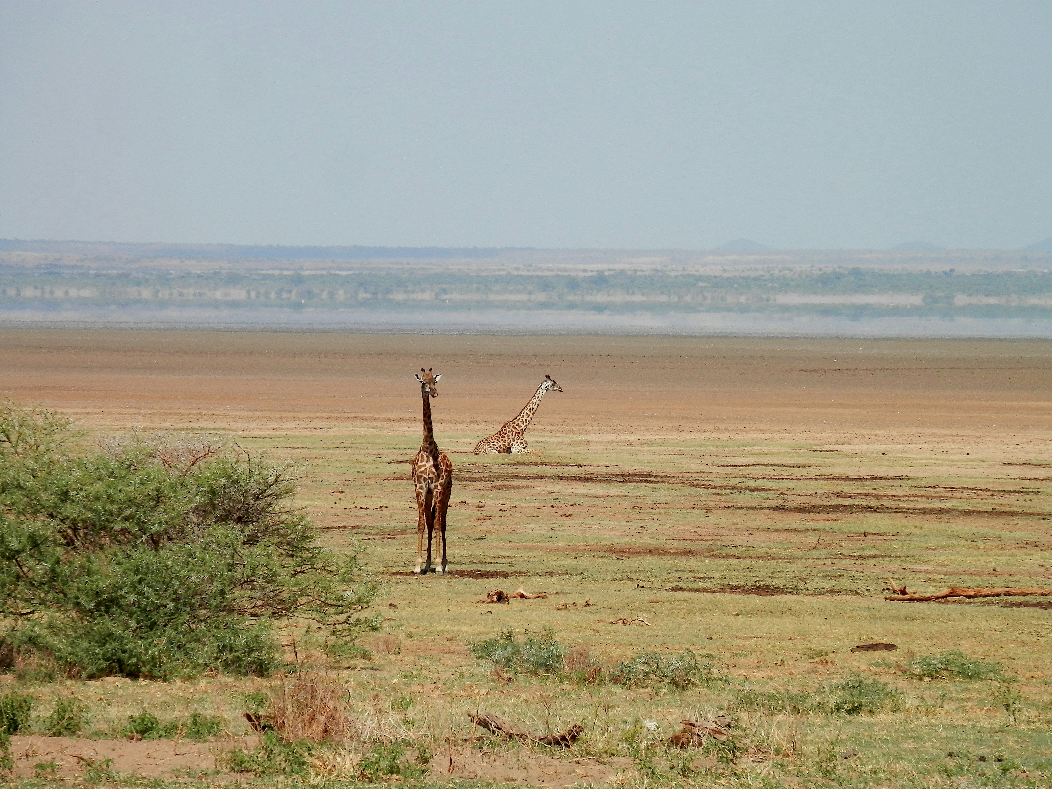 Two giraffes stand gracefully in a vast savannah landscape, highlighting the serene beauty of their natural habitat.
