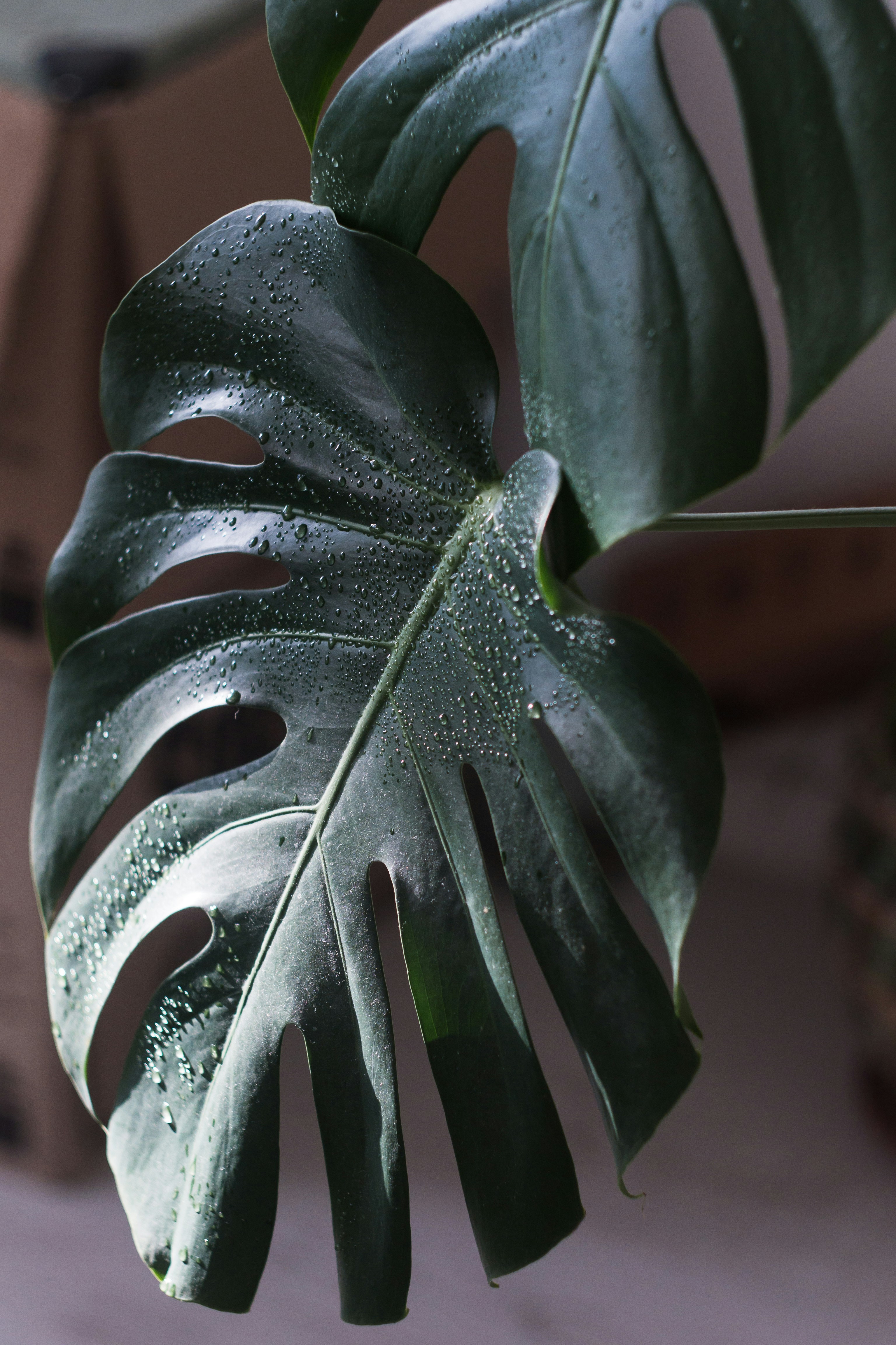 Dew-Rimed Monstera: Close-Up of Velvet Green Frond
