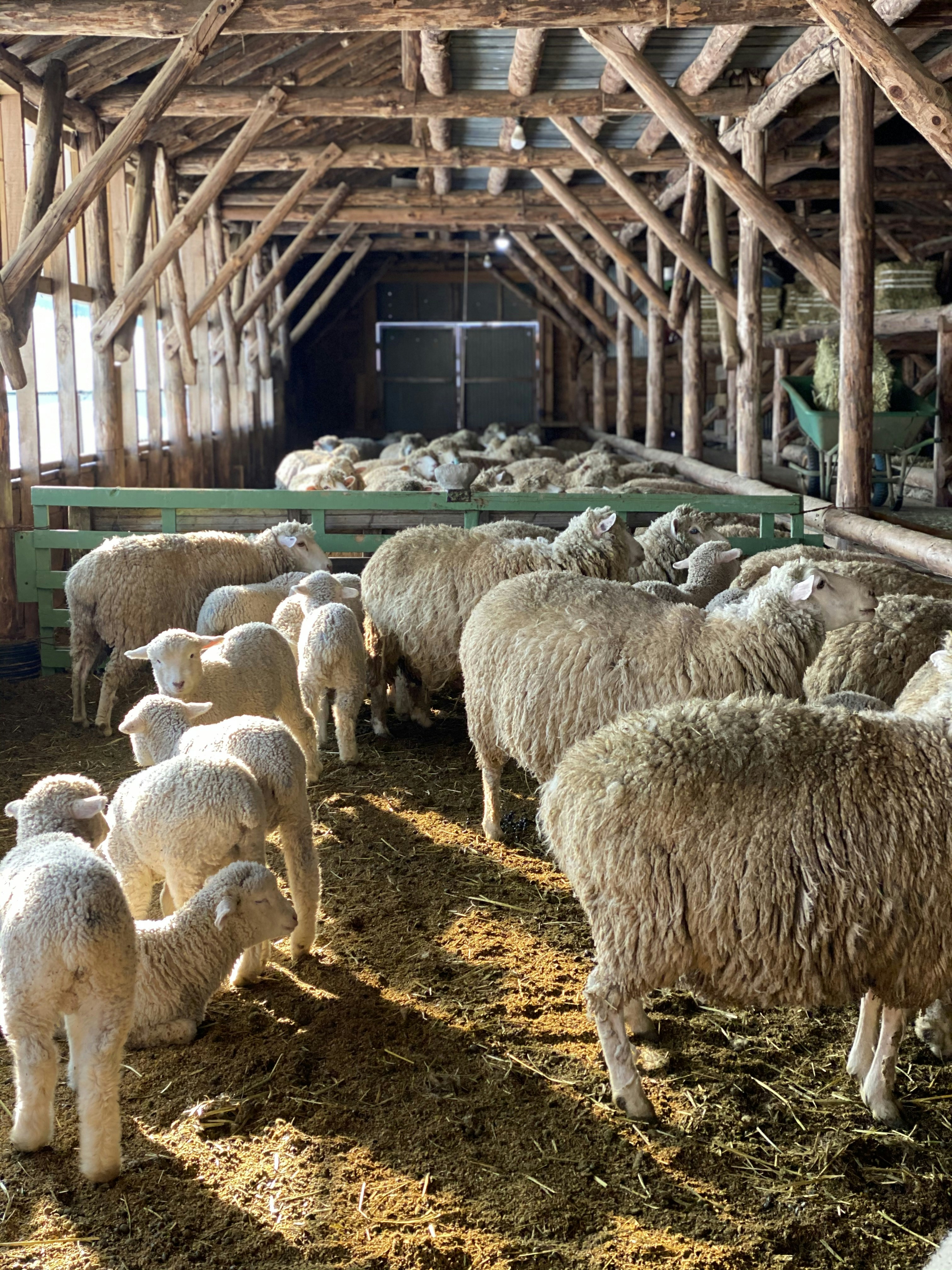 herd of sheep on brown ground during daytime