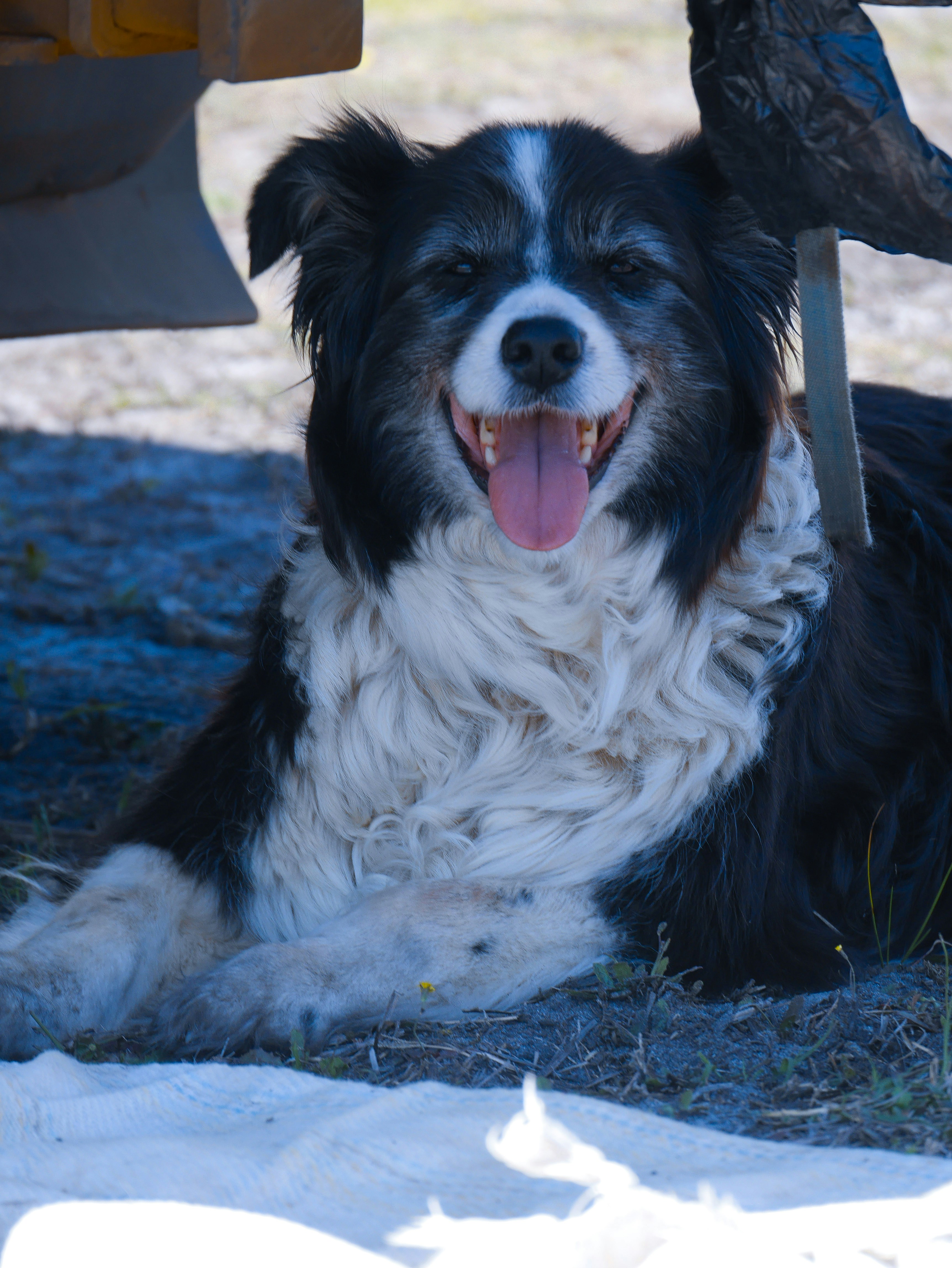 A cheerful black and white dog lounging comfortably under a vehicle, enjoying a sunny day. Its playful demeanor radiates warmth and happiness.