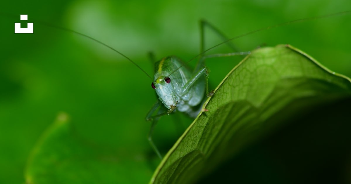 녹색 메뚜기 낮 동안 클로즈업 촬영에서 녹색 잎에 자리 잡은 사진 Unsplash의 무료 Insectscreen 이미지