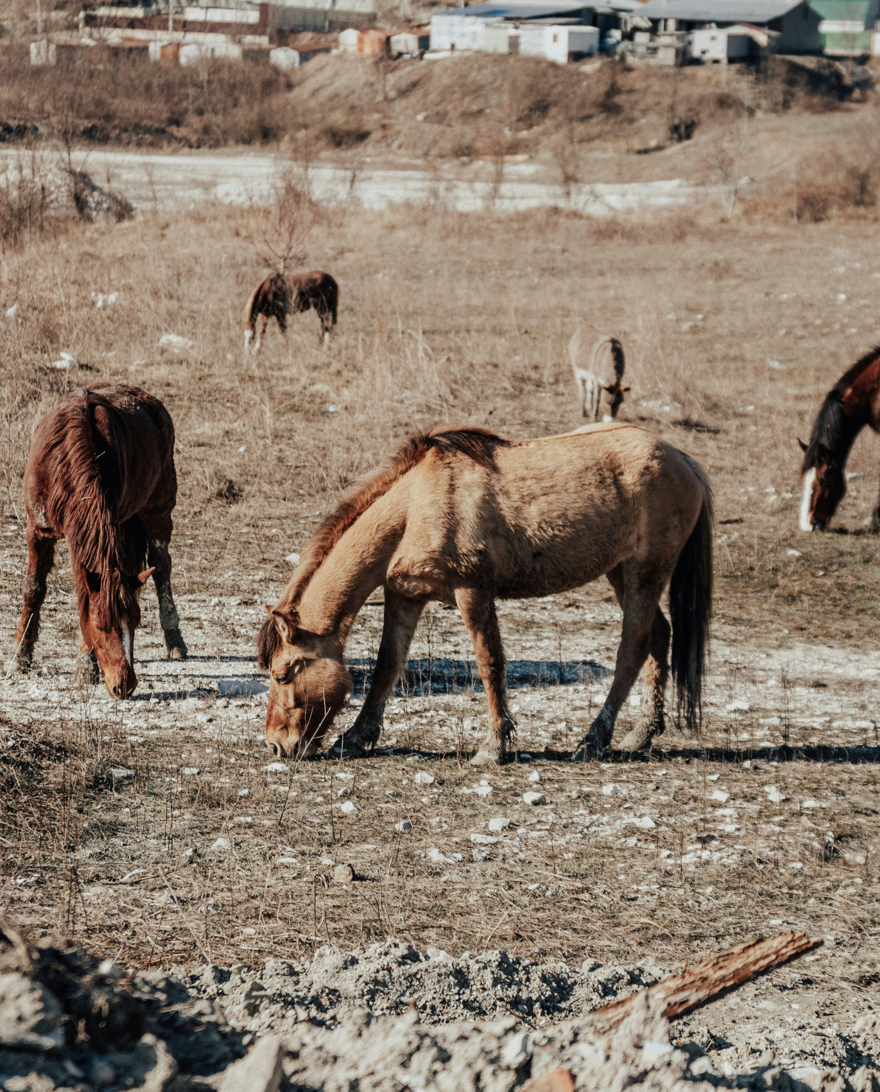 Beige Grazers on a Sparse Plain Beneath a Distant Suburban Horizon