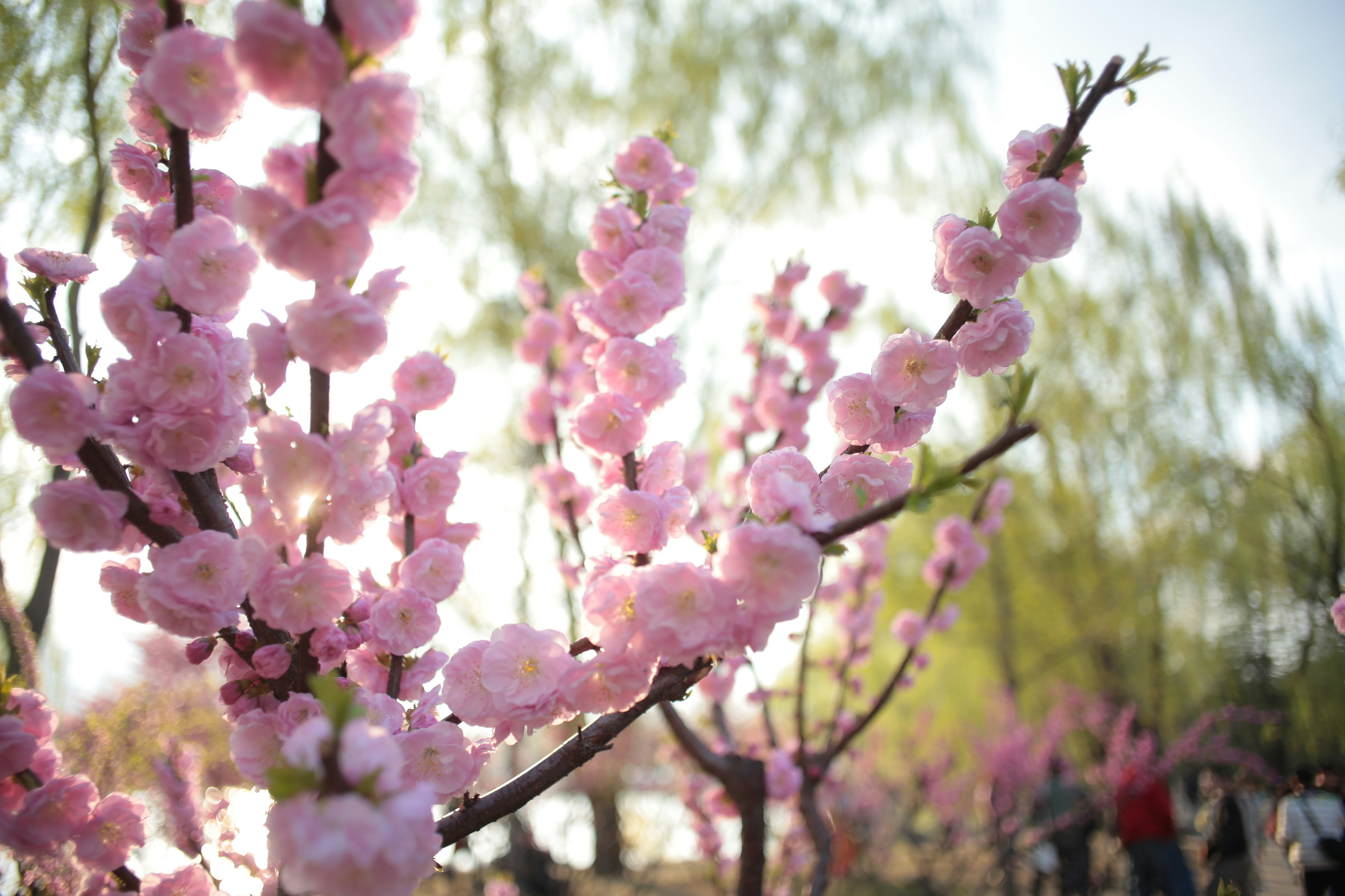 Pink Cherry Blossom Bokeh: Spring Crowd Out of Focus