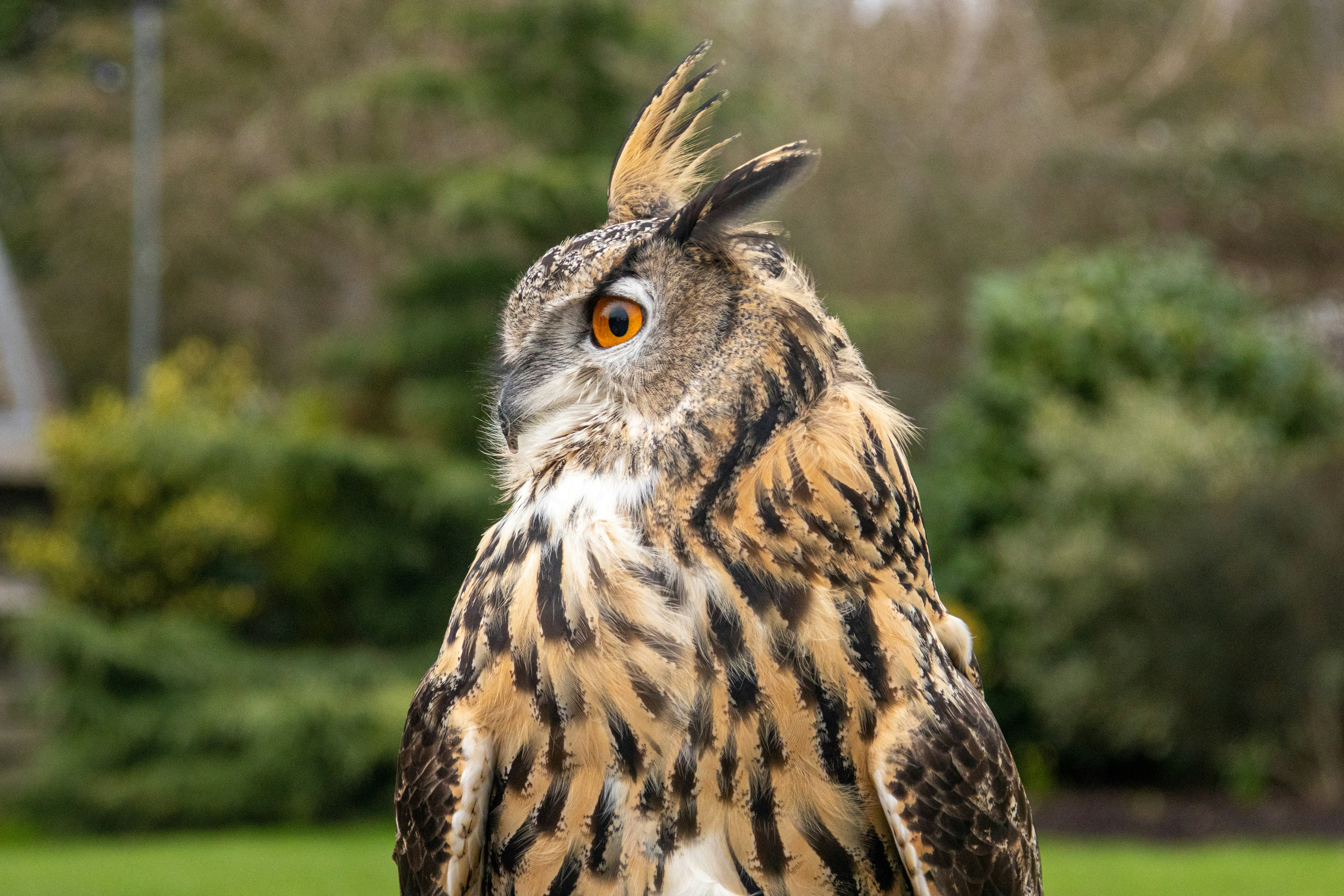 An owl with striking orange eyes and detailed plumage stands poised in a lush garden setting.